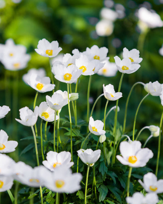 anemone-honorine-jobert-seasonal-care-guide-soto-gardens