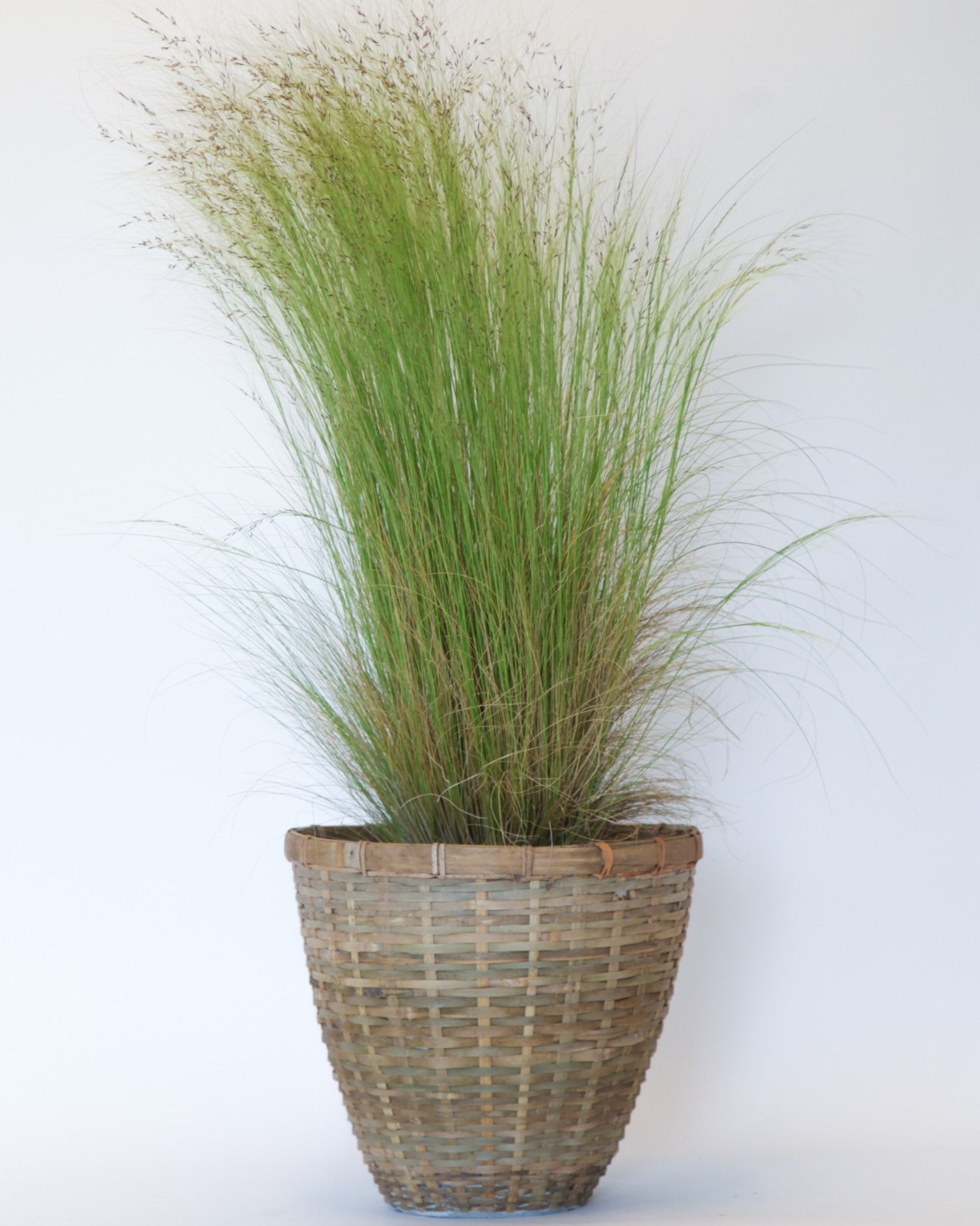 Mexican Feather Grass - Seasonal Care Guide – Soto Gardens