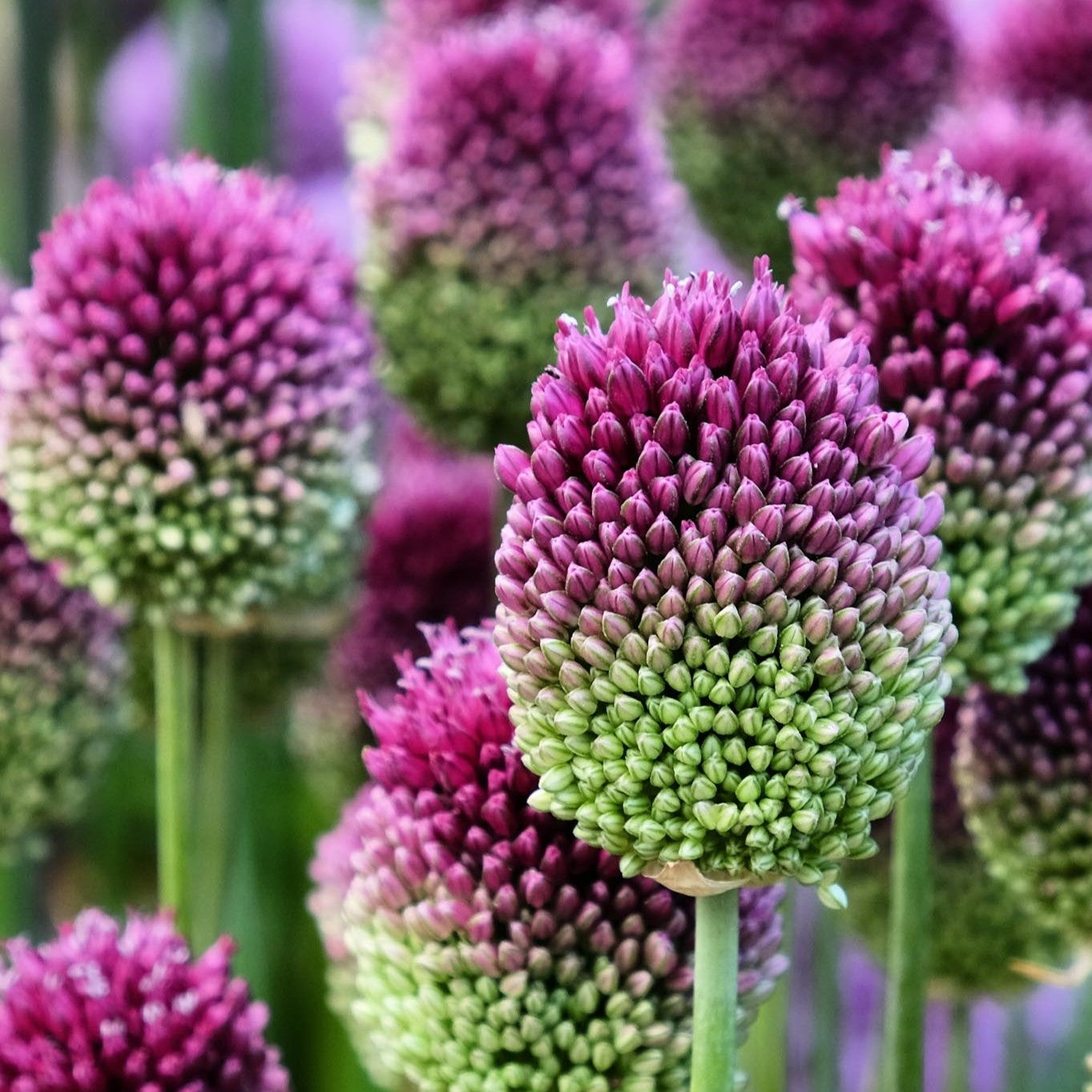 6 steps to planting Allium bulbs – Soto Gardens