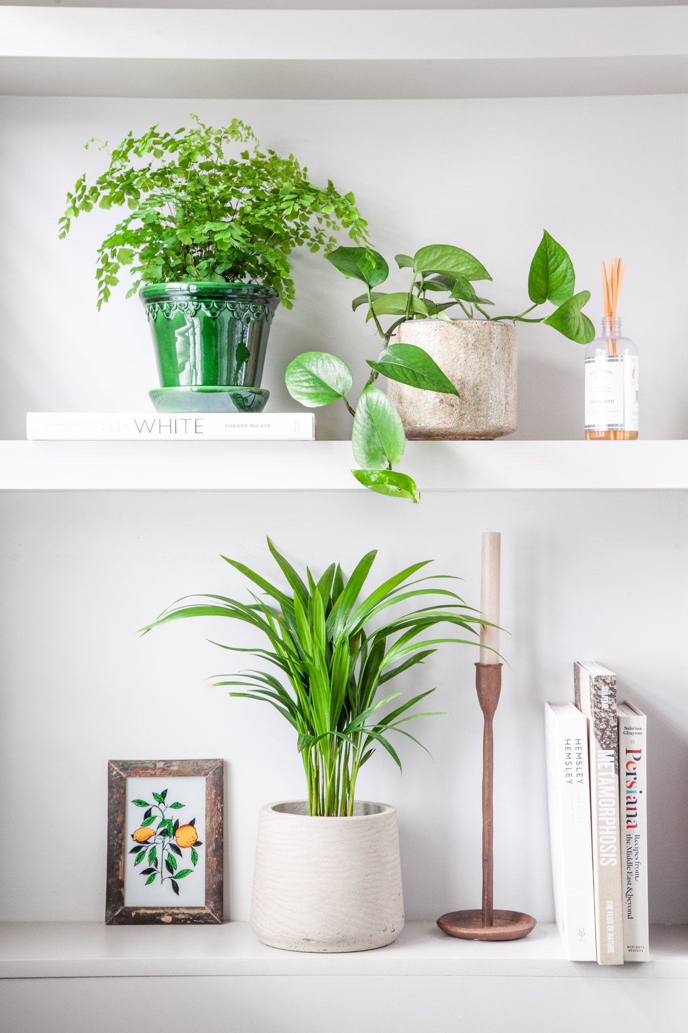 Three tips for selecting a new indoor plant pot – Soto Gardens