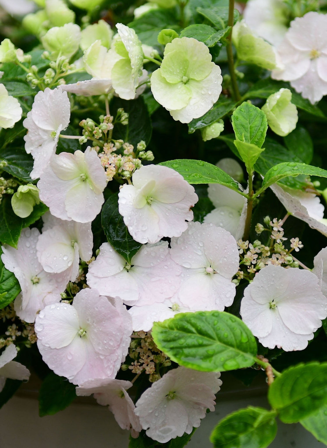 Hydrangea ‘Runaway Bride’ - Seasonal Care Guide – Soto Gardens