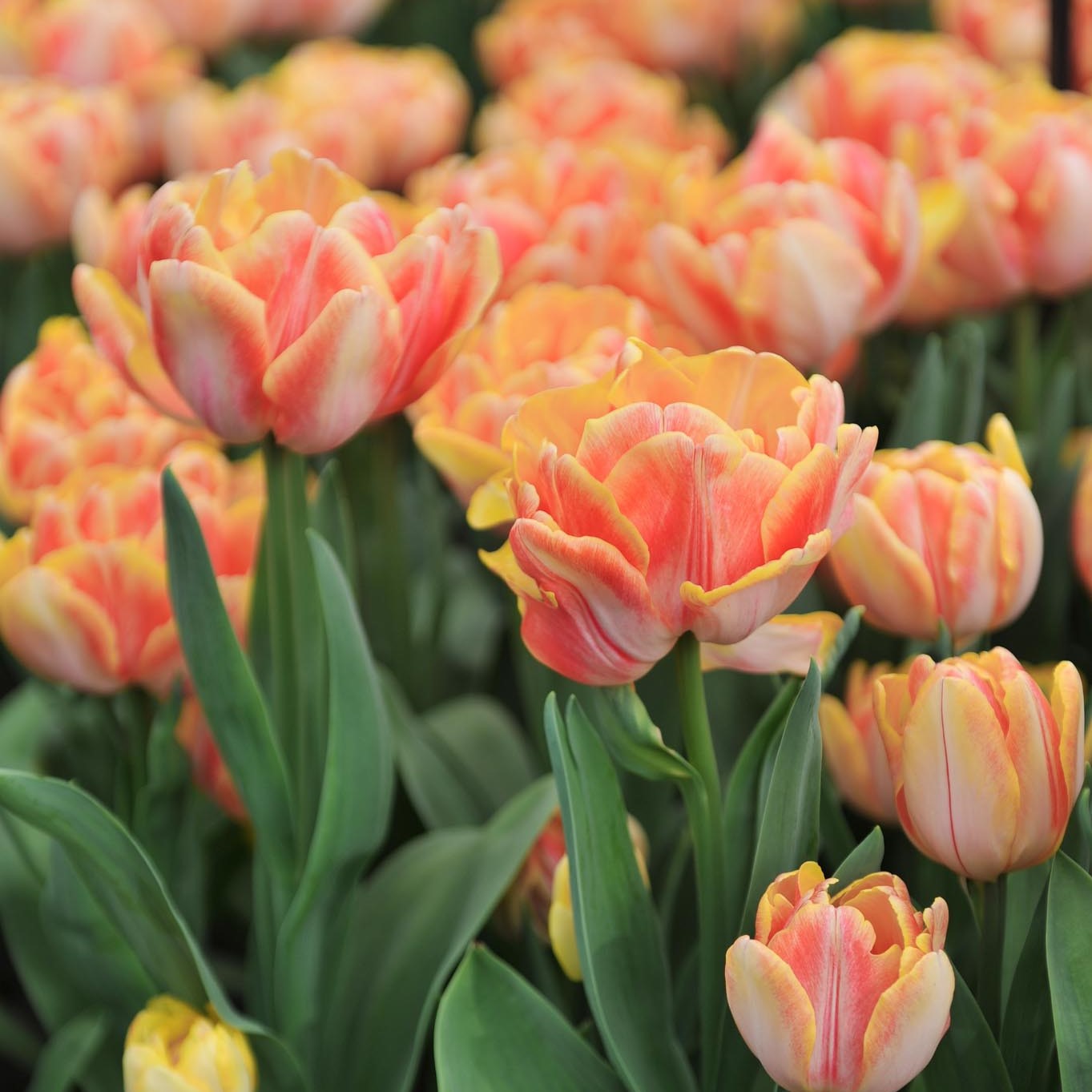 A quick guide: What to do when tulips have faded – Soto Gardens
