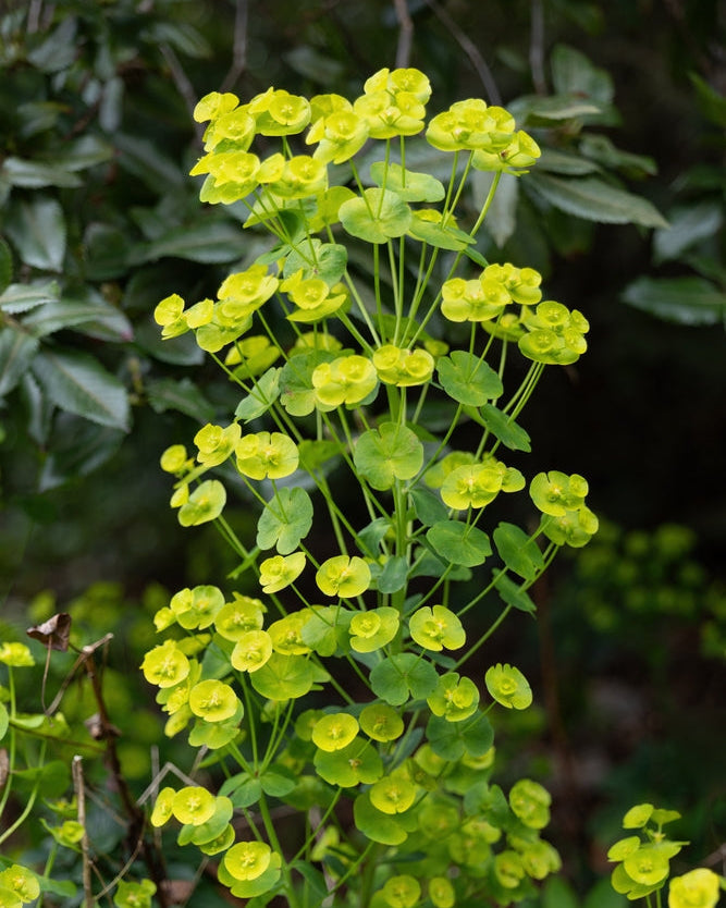 Mrs Robb's Bonnet - Seasonal Care Guide – Soto Gardens