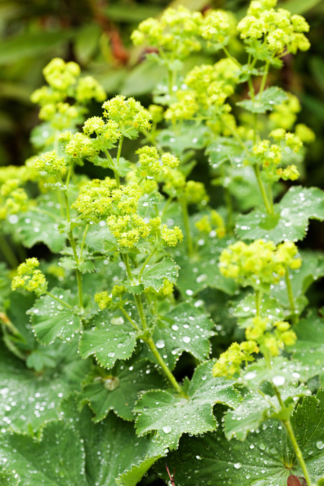 Lady’s Mantle - Seasonal Care Guide – Soto Gardens