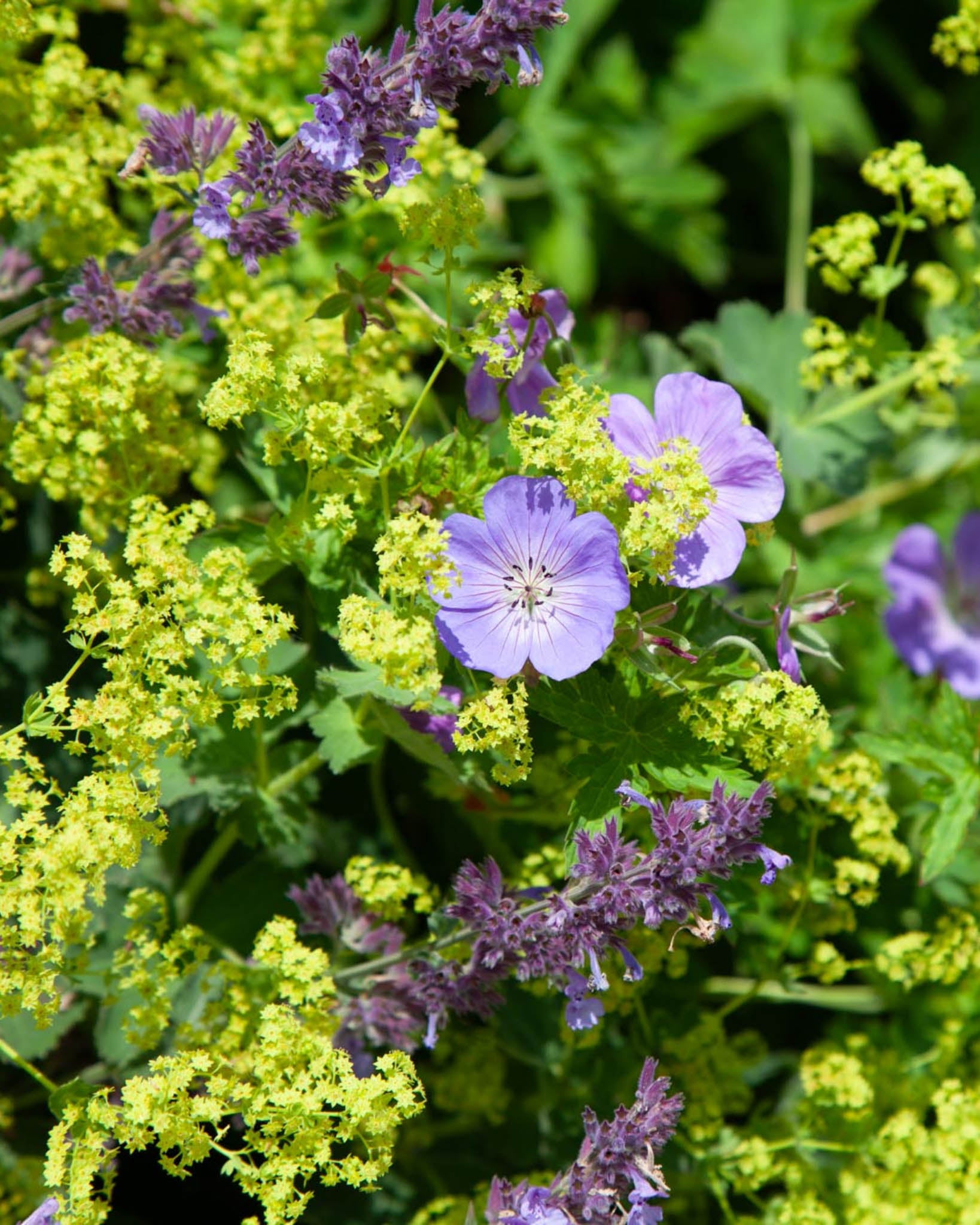 Low Care Colour Plant Combination - Soto Gardens