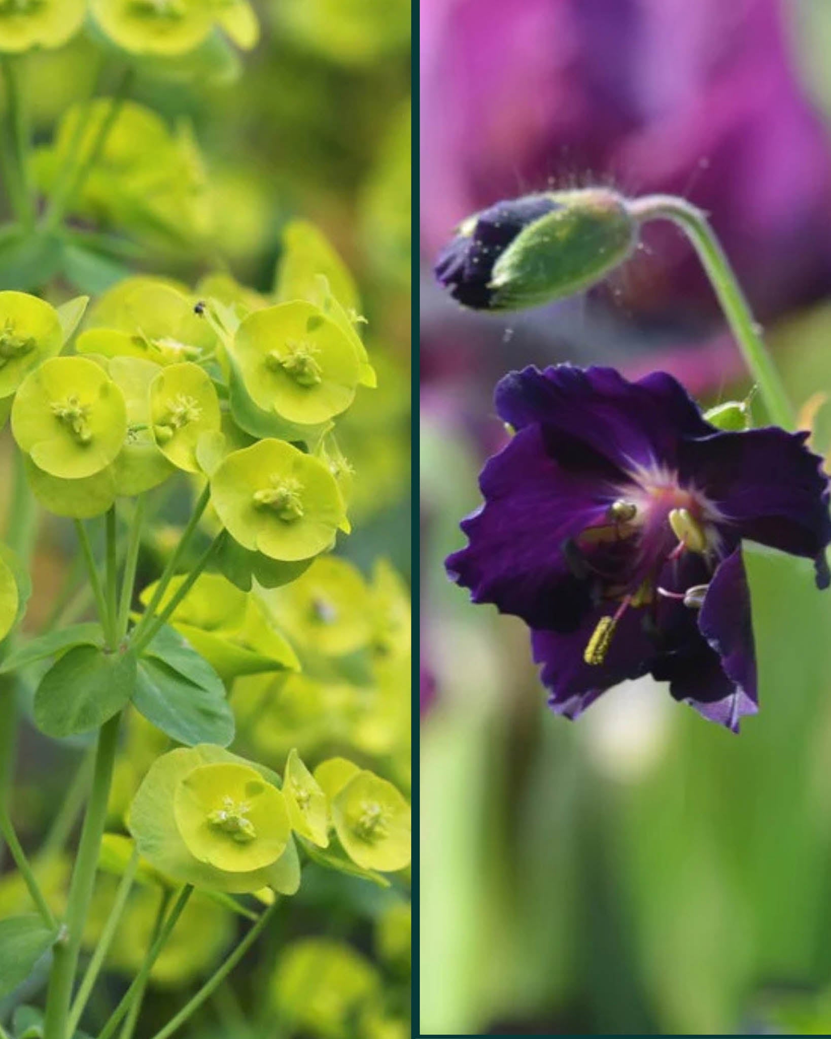 Lime and Ink Plant Combination - Soto Gardens
