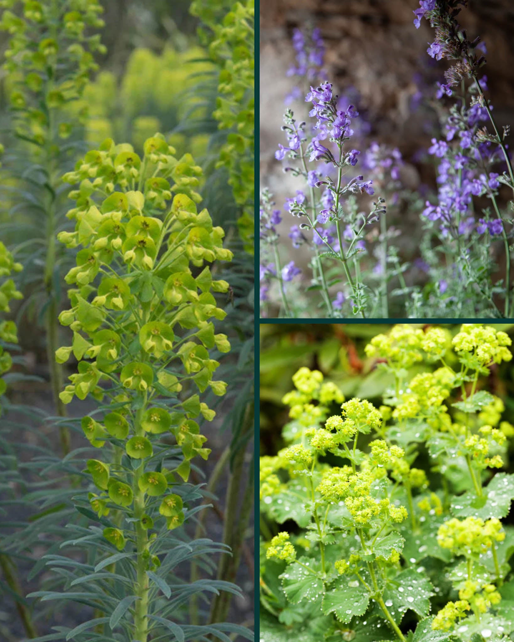 Lazy Med Plant Combination - Soto Gardens