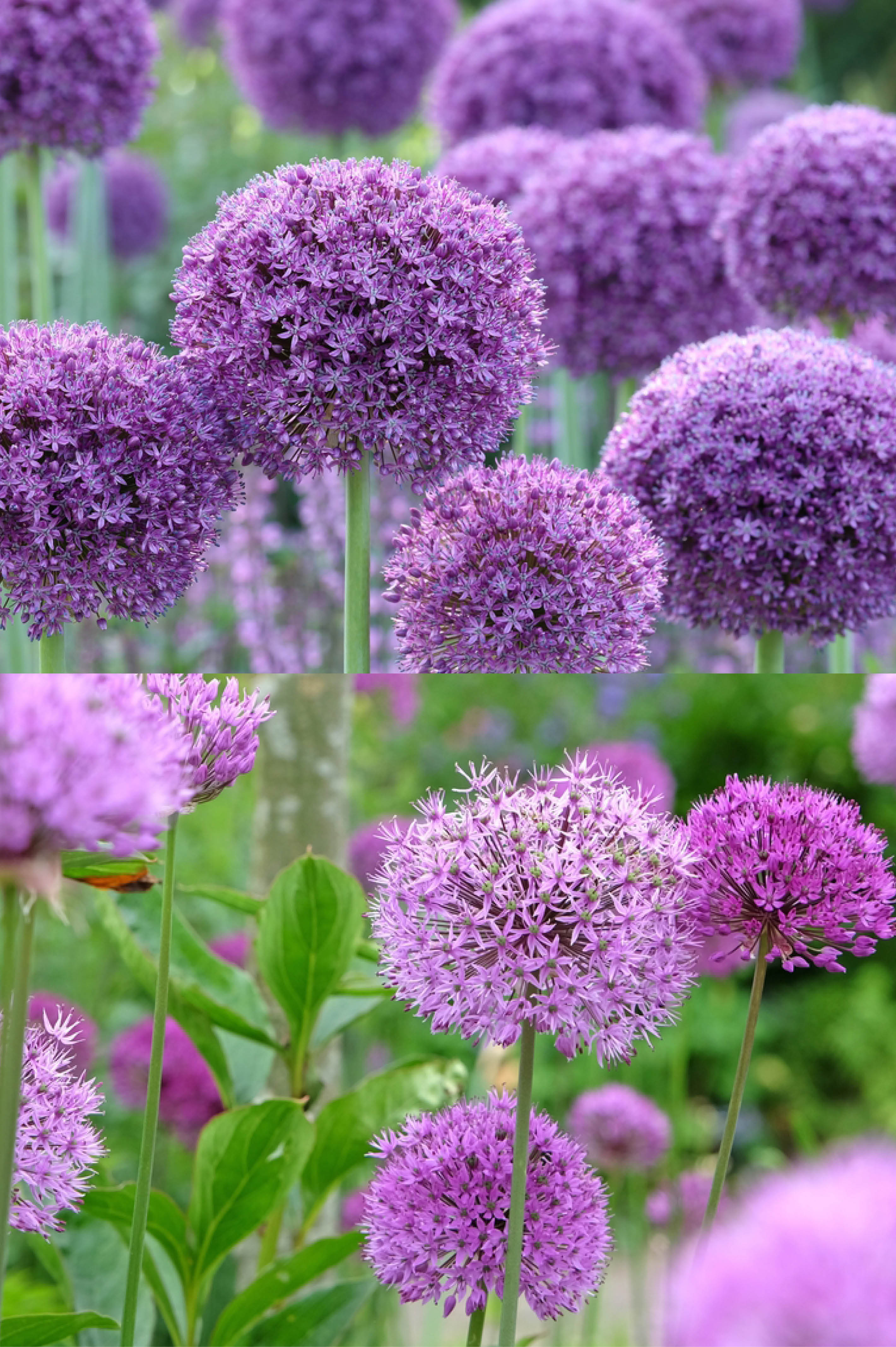 Allium Colossal Collection - Soto Gardens