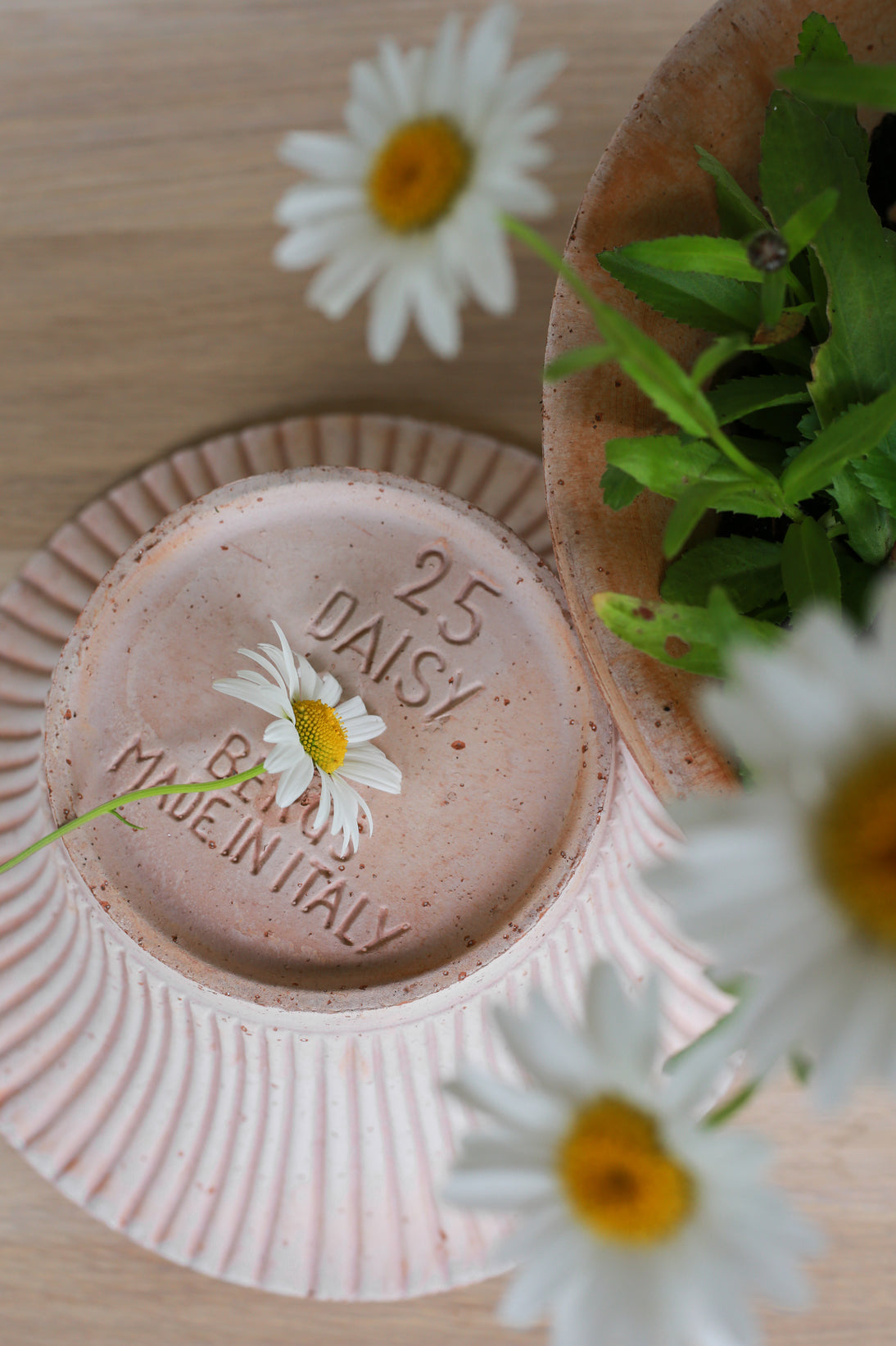 Bergs Terracotta Daisy Pot - Soto Gardens