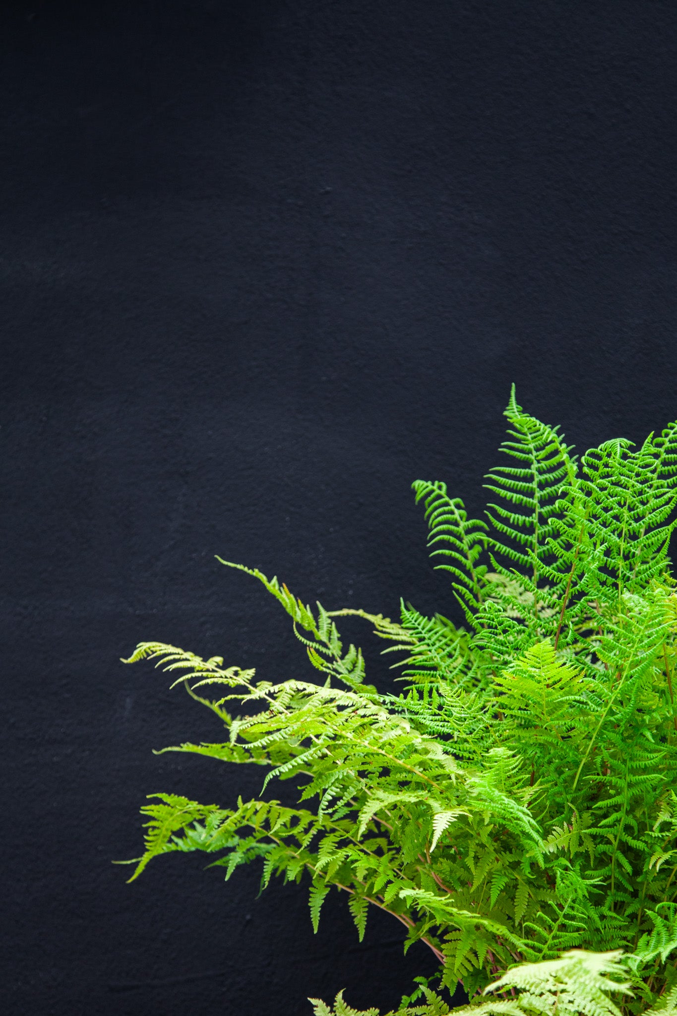 Japanese Lace Fern - Soto Gardens