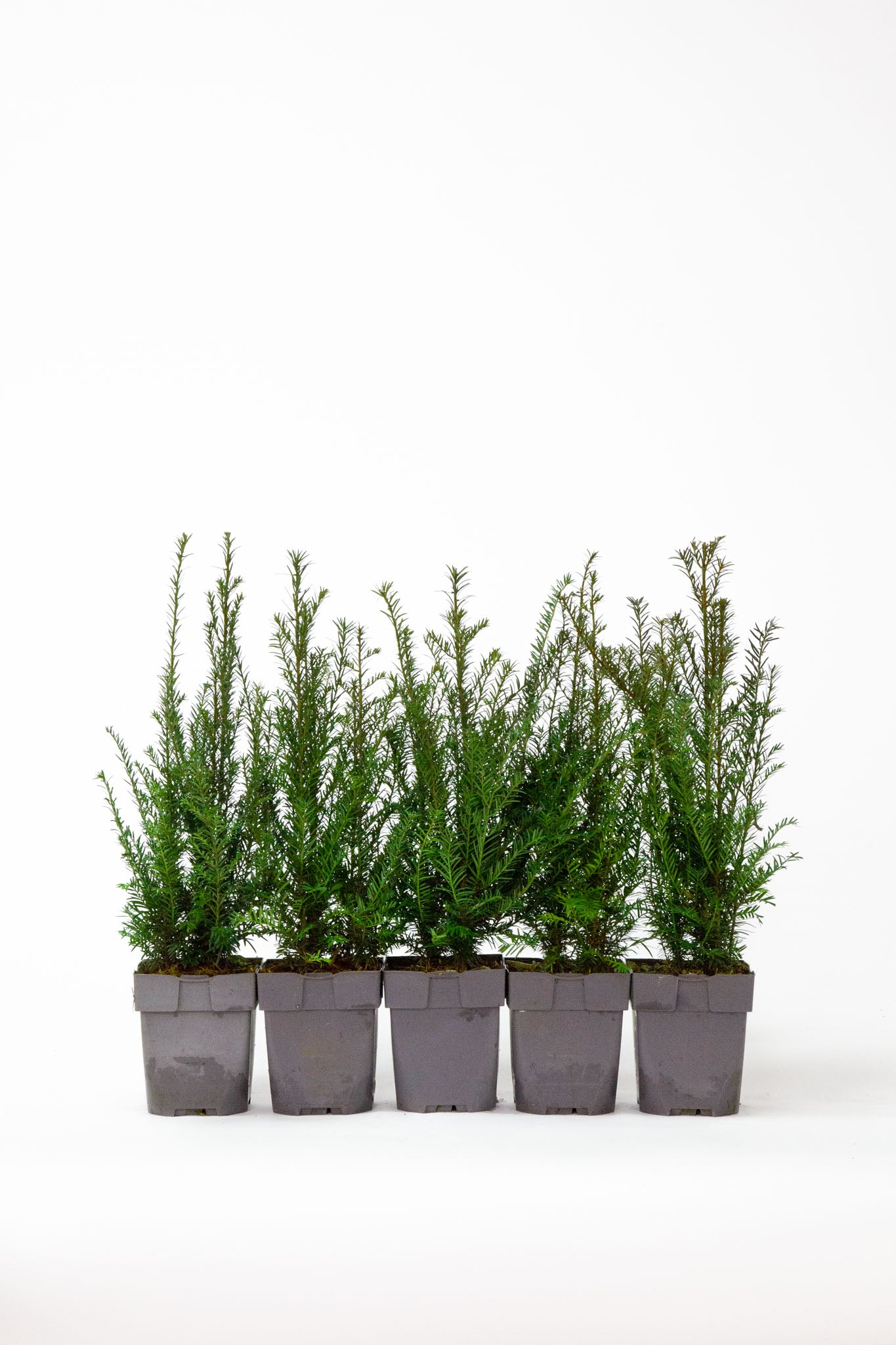 Taxus Hedging - Soto Gardens