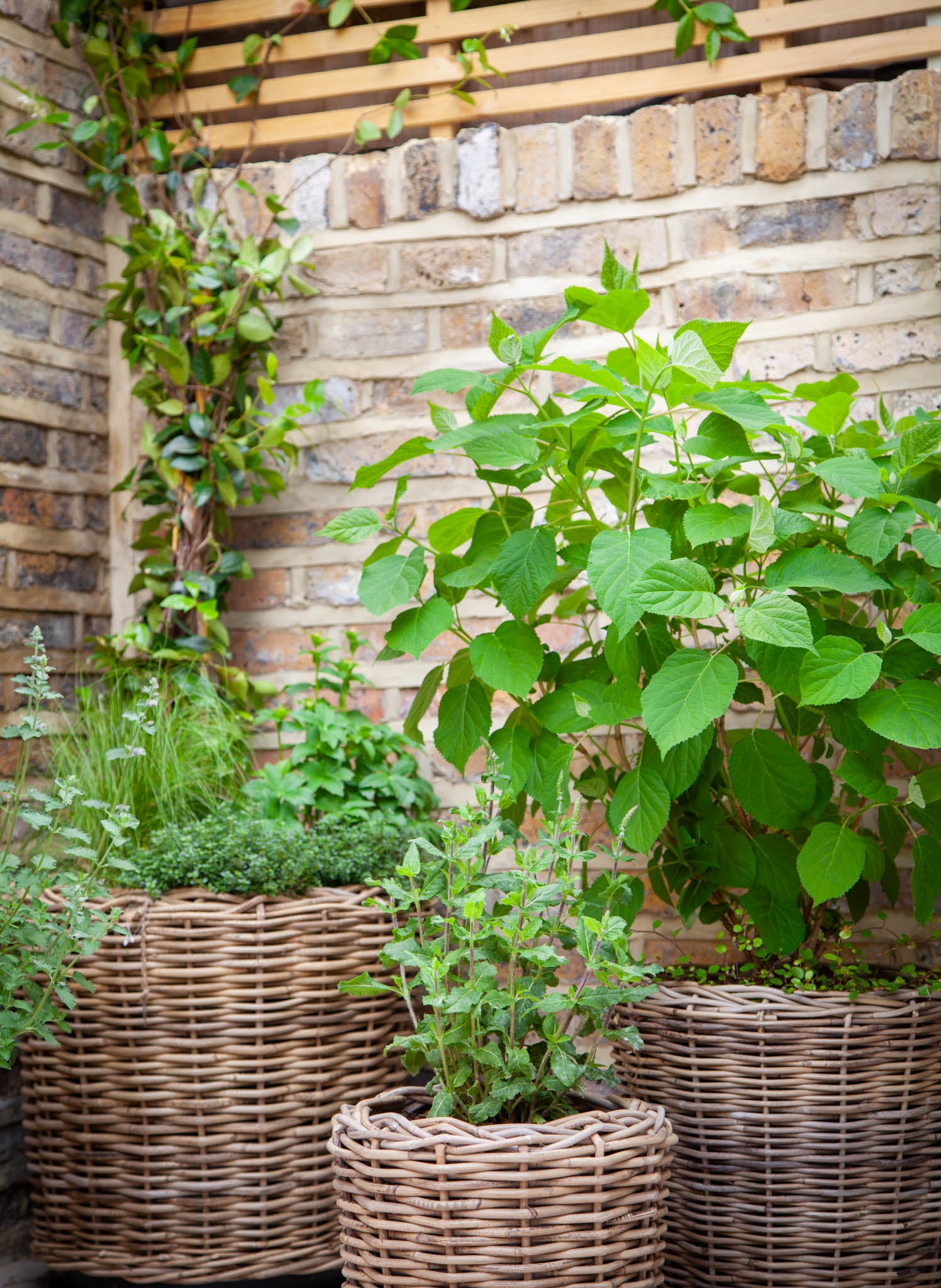 Rattan Basket Planter - 3/set - Soto Gardens