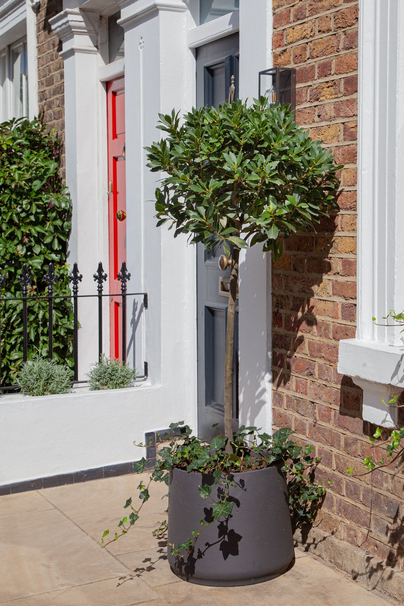 Bay Tree - Soto Gardens