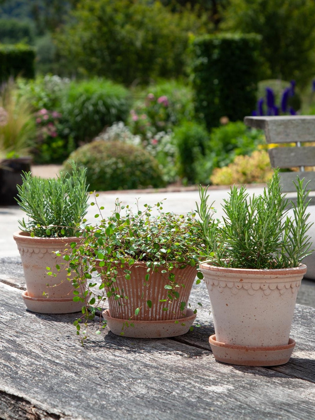Bergs Terracotta Daisy Pot - Soto Gardens