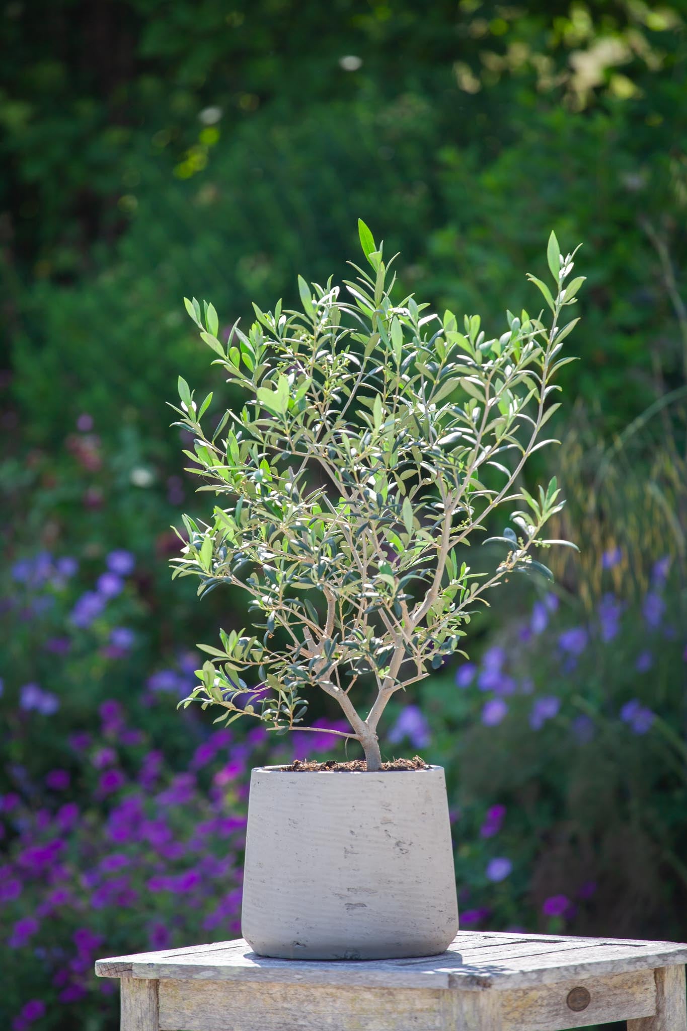 Patt Grey - Soto Gardens
