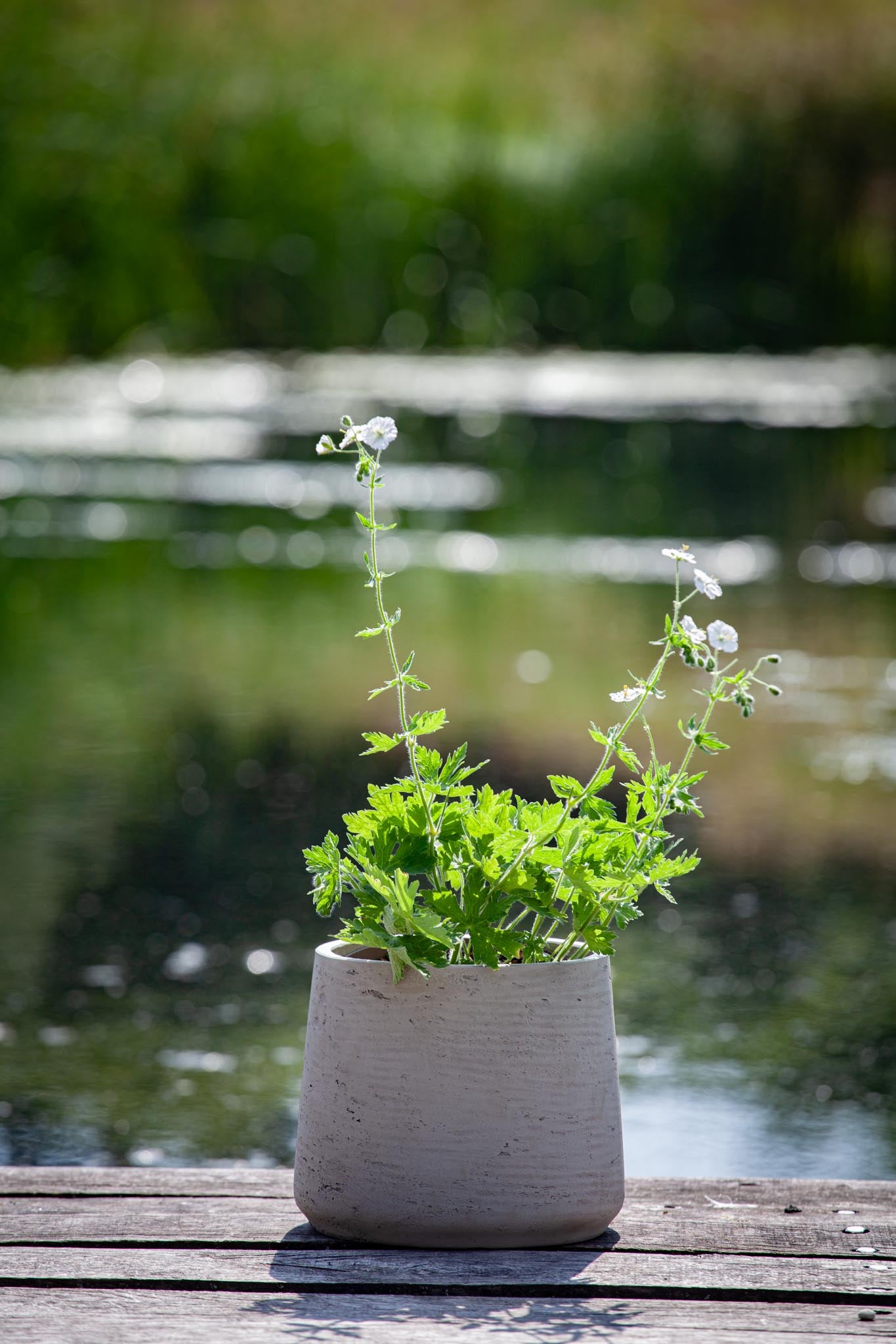 Geranium Album - Soto Gardens