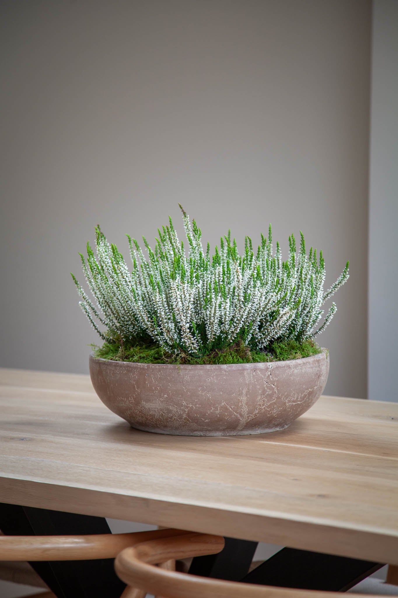 Heather with Antique Bowl | Indoor Planter Kit – Soto Gardens