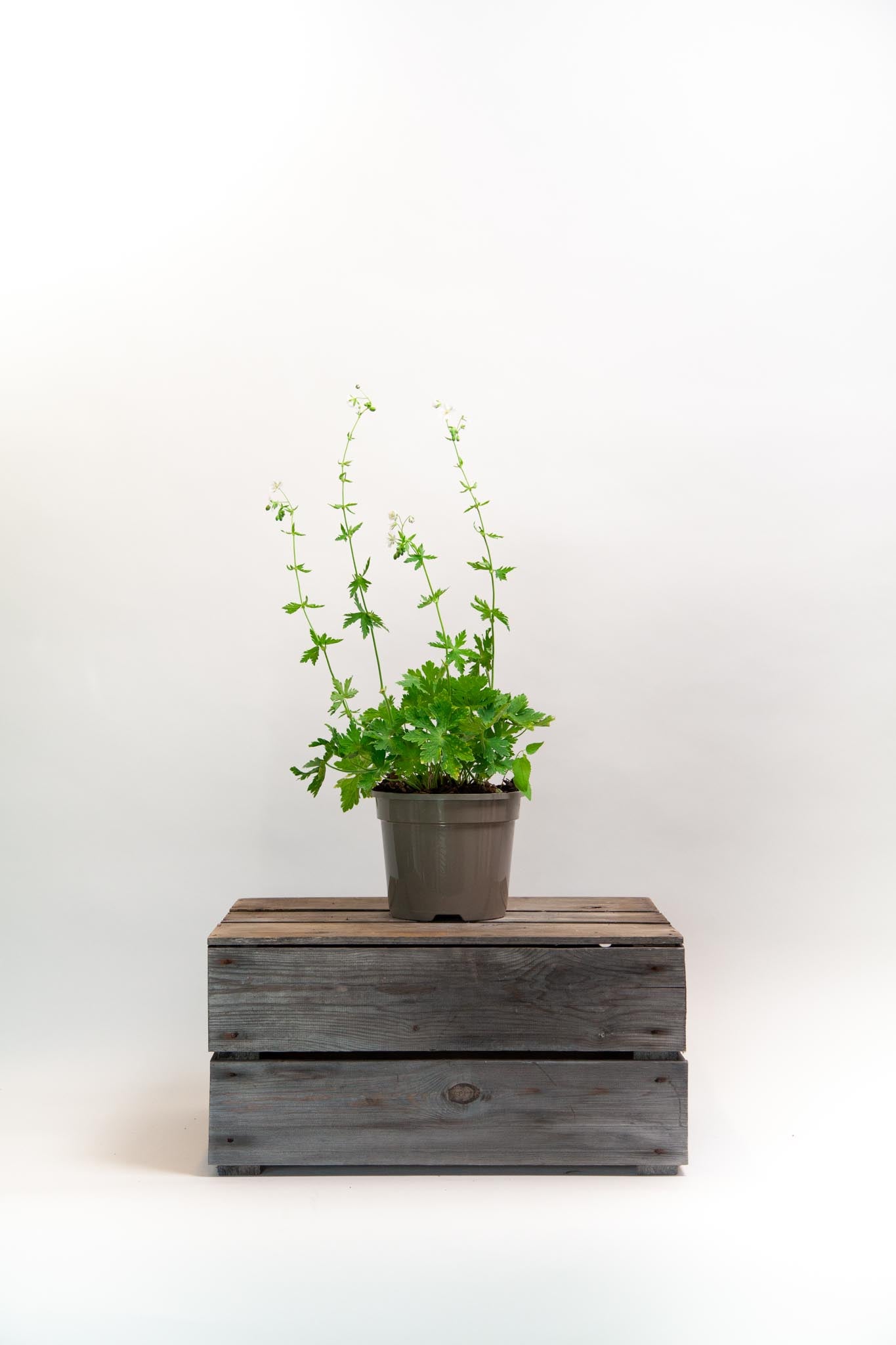 Geranium Album - Soto Gardens