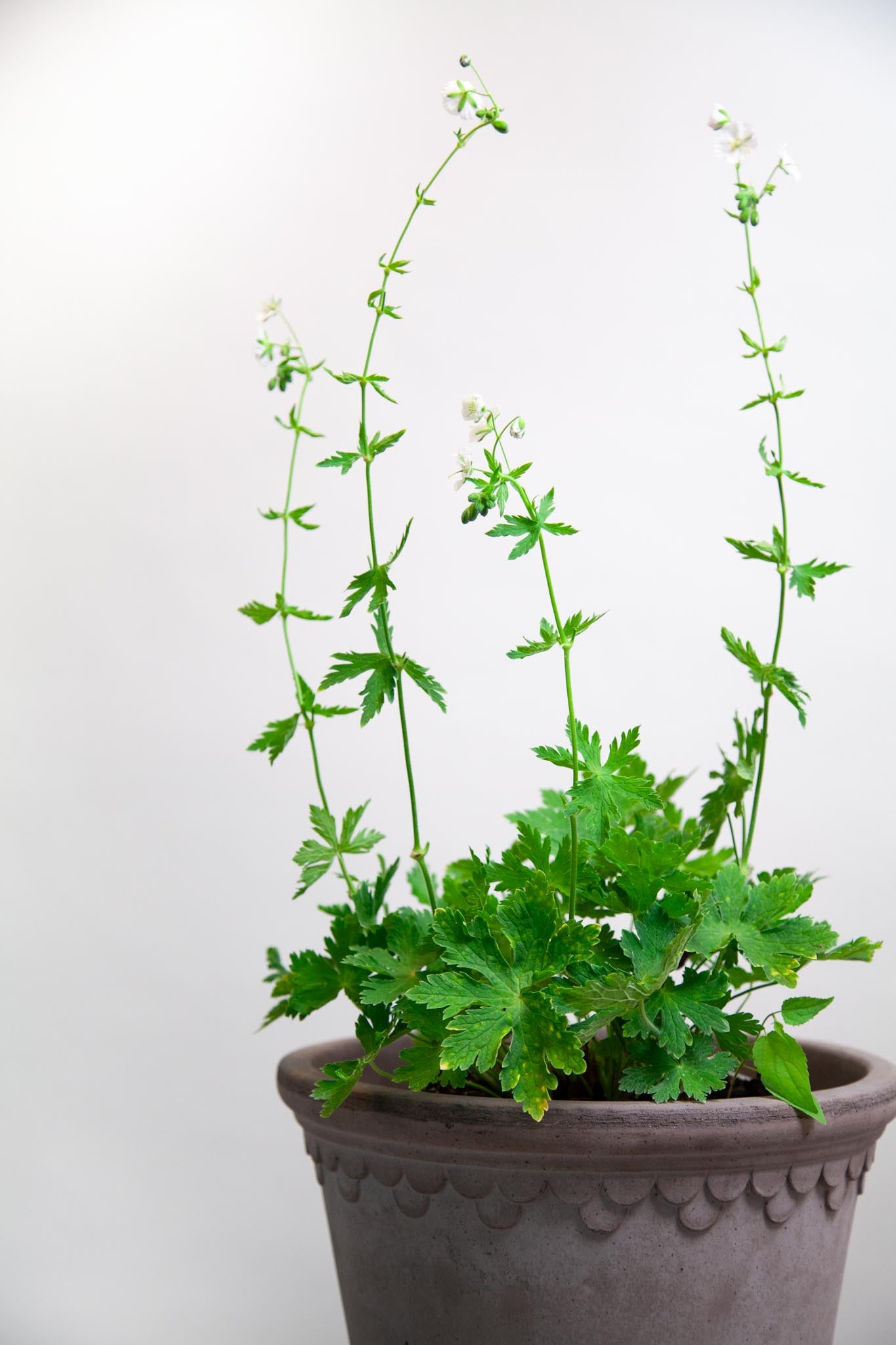 Geranium Album - Soto Gardens