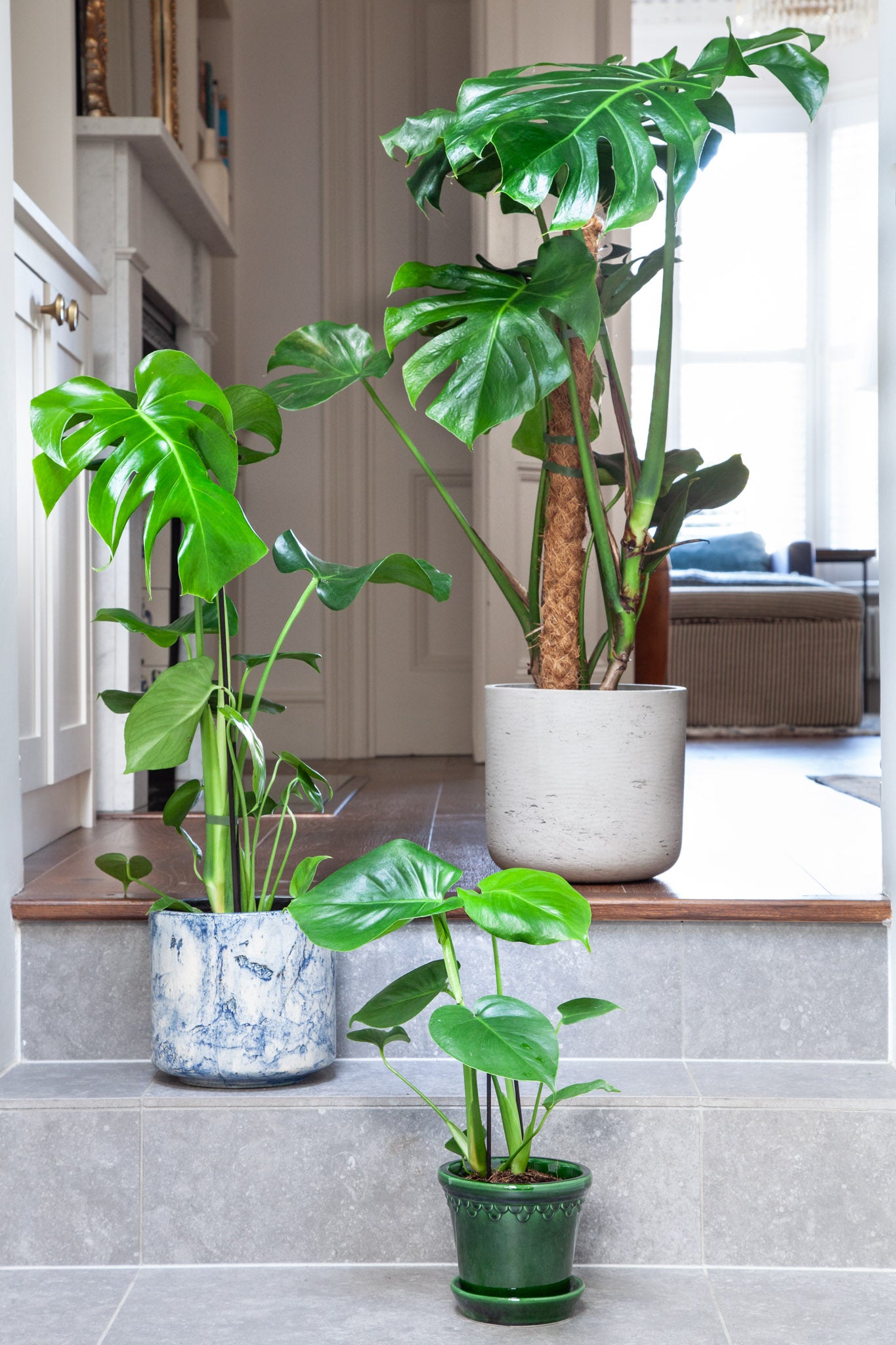 Swiss Cheese Plant - Soto Gardens