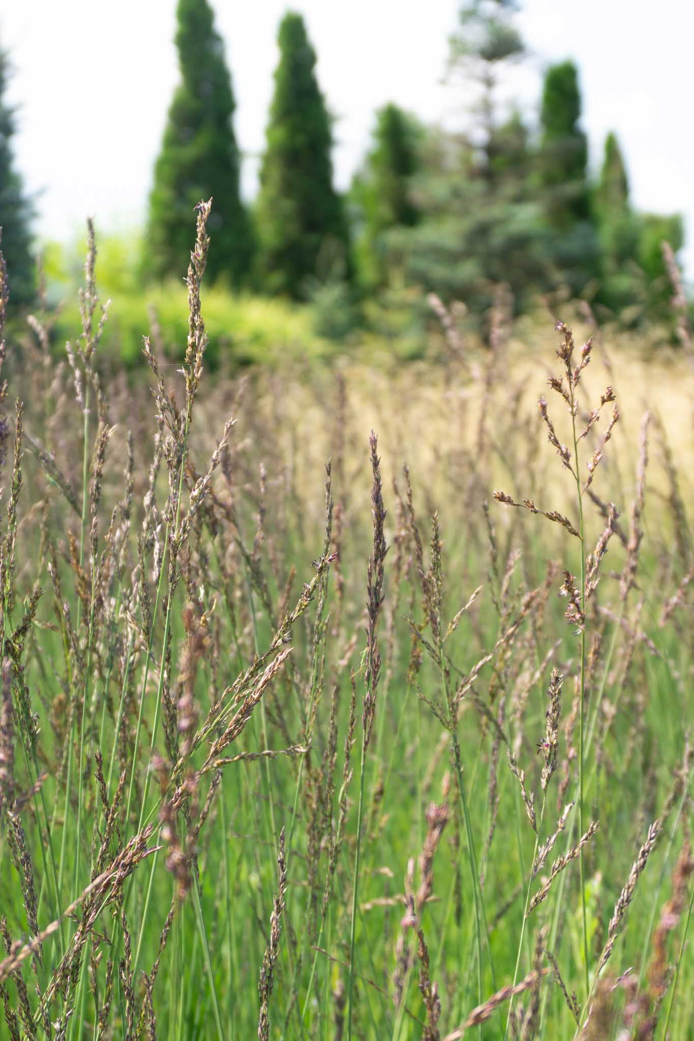 Purple Moor Grass - Soto Gardens