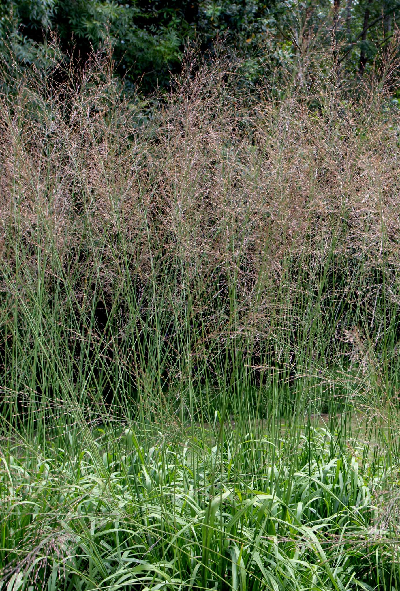 Purple Moor Grass - Soto Gardens