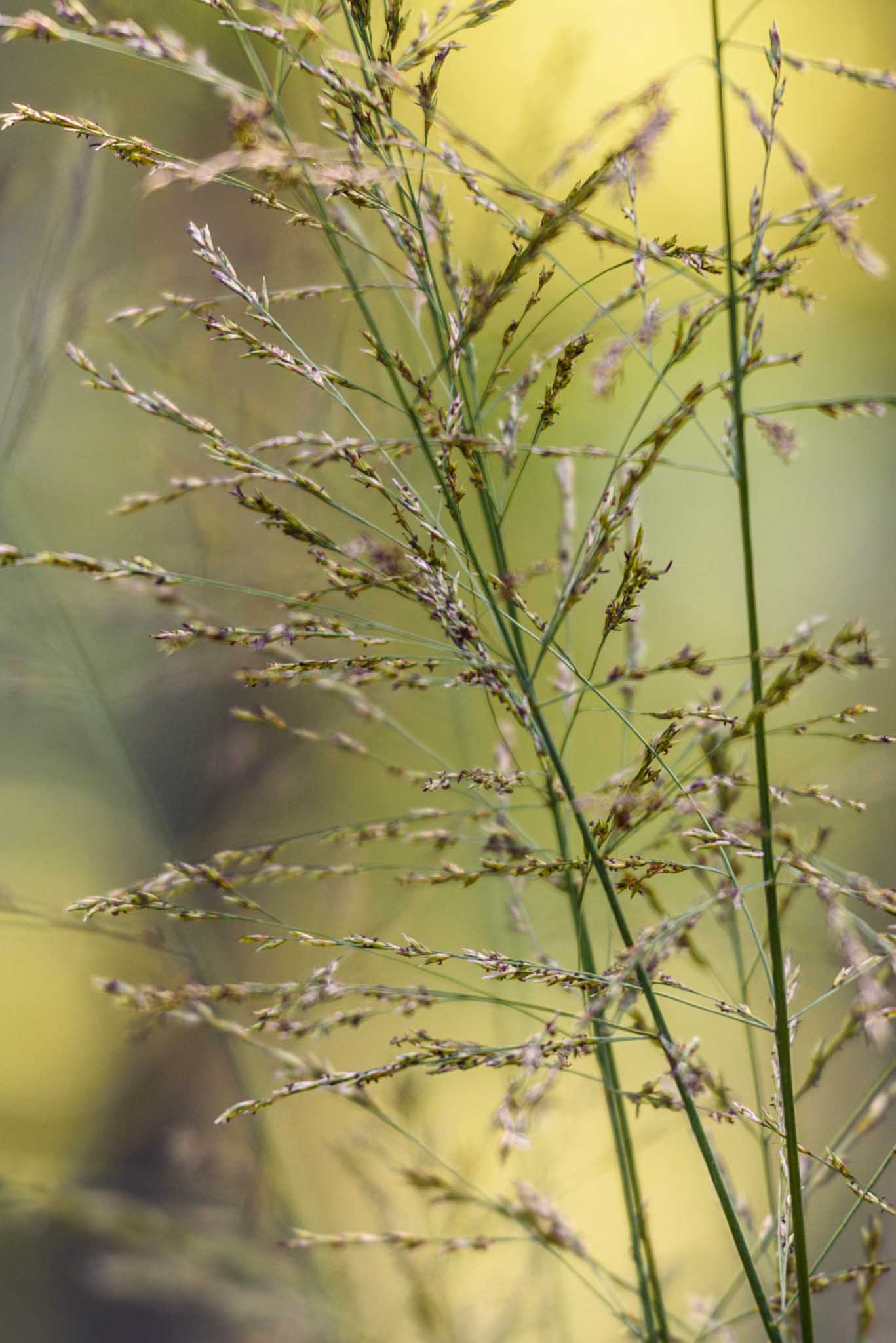 Purple Moor Grass - Soto Gardens