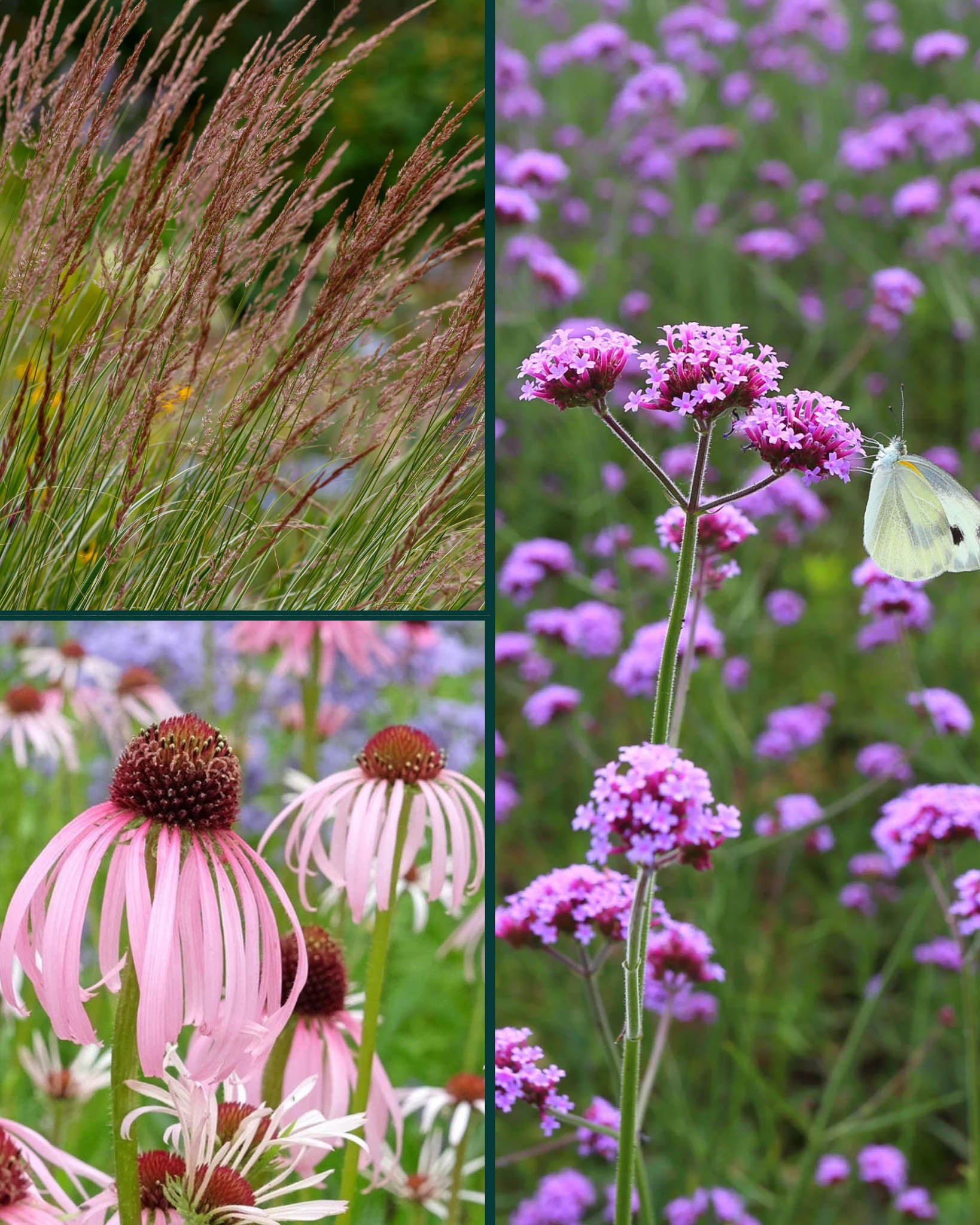 High Colour Plant Combination - Soto Gardens