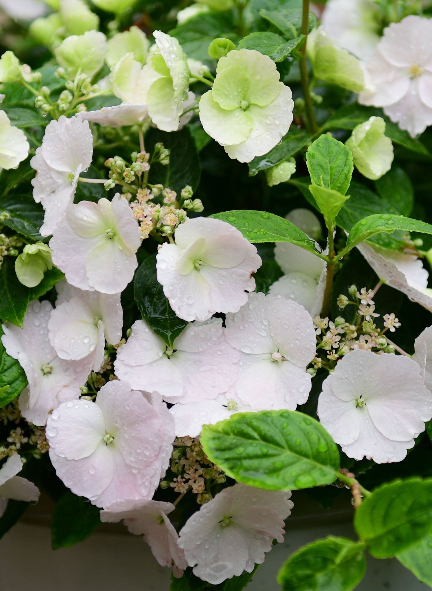 Hydrangea Runaway Bride - Soto Gardens
