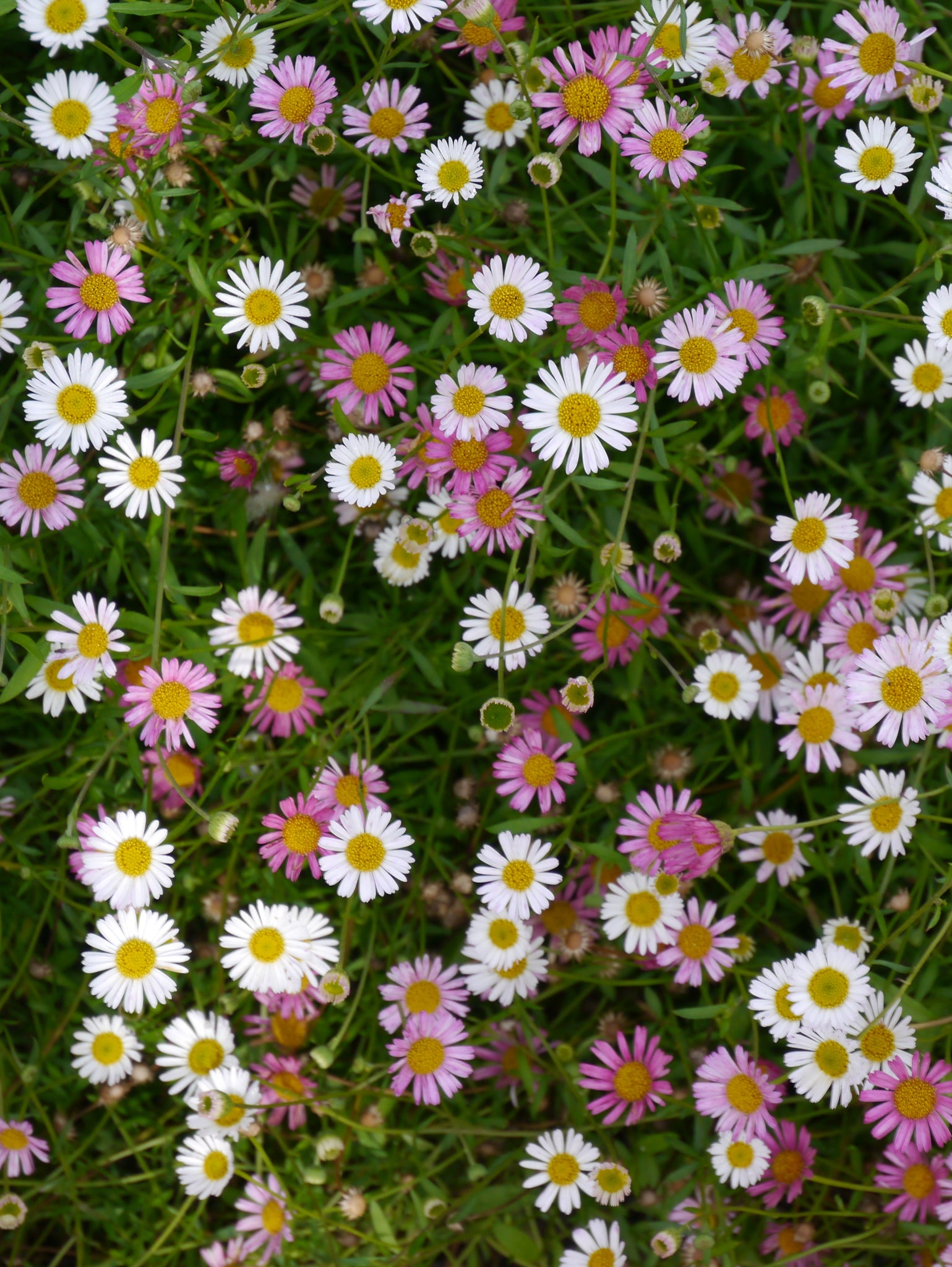 Olive Tree - Small - Soto Gardens