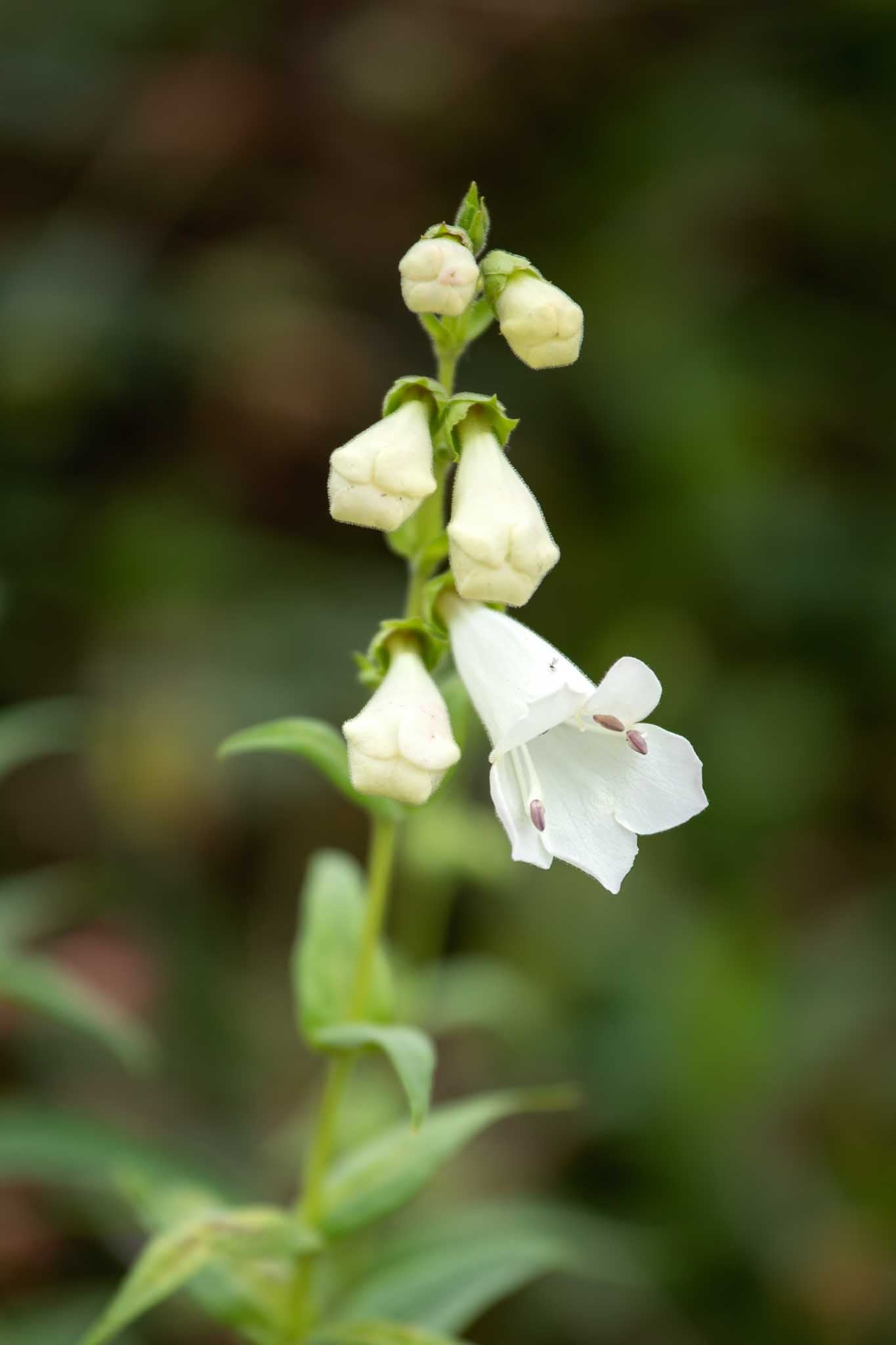 Royal White - Soto Gardens