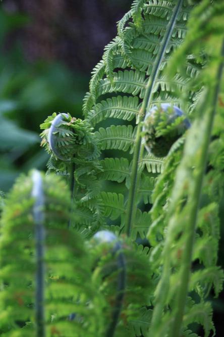 Golden Locks Fern - Soto Gardens