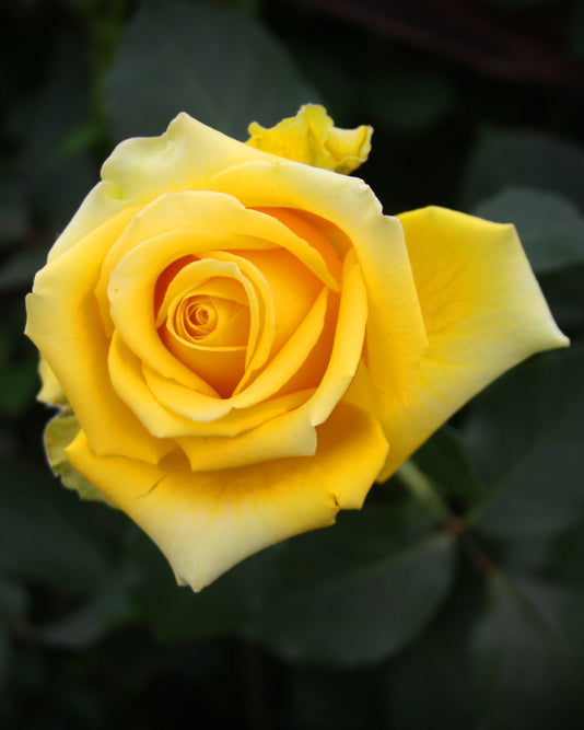 Arthur Bell Rose - Climber - Soto Gardens