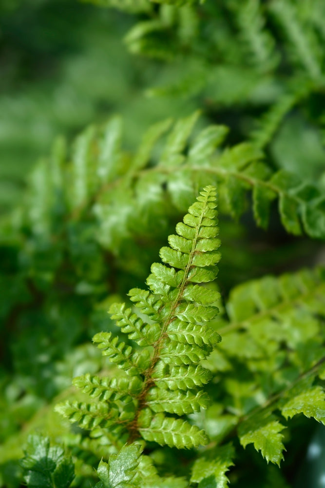 Japanese Lace Fern - Soto Gardens