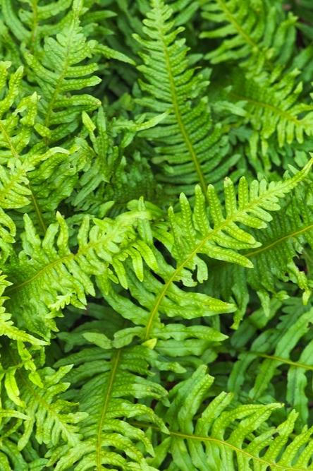 Golden Locks Fern - Soto Gardens
