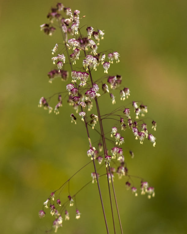 Quaking Grass Irish Grasses Common Quaking Grass, Briza Media