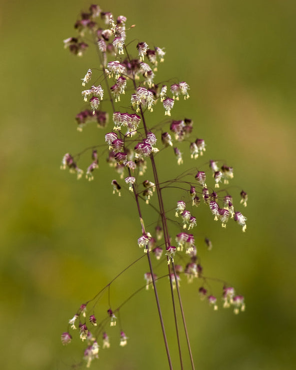 Grasses - Soto Gardens