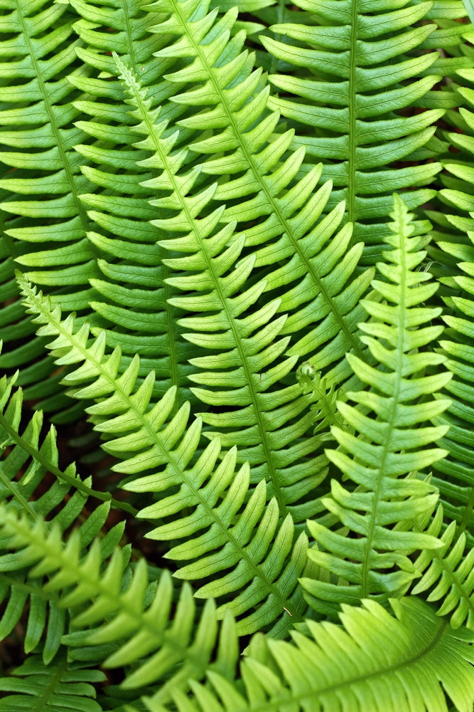 Golden Locks Fern - Soto Gardens