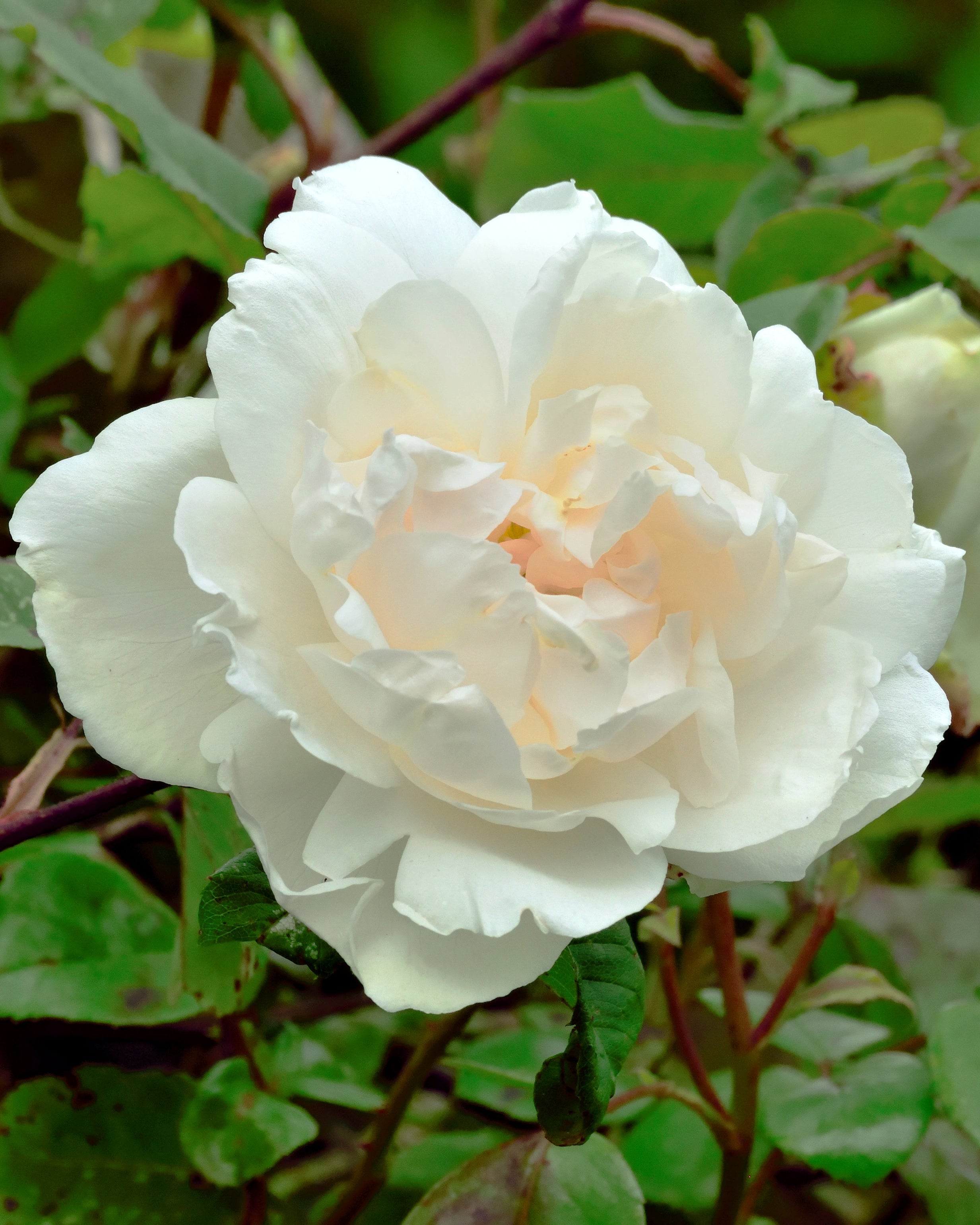 Madame Alfred Carriere Rose - Climber - Soto Gardens