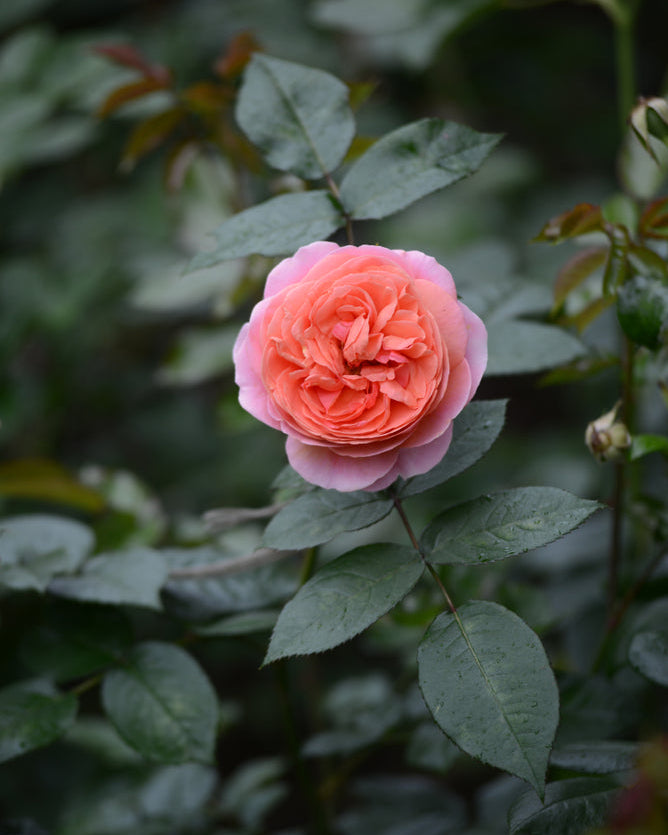 Duchess of Cornwall Rose - Soto Gardens