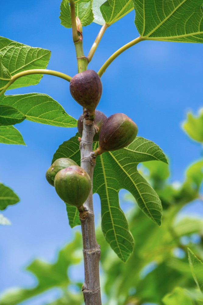 Fig Tree - Soto Gardens