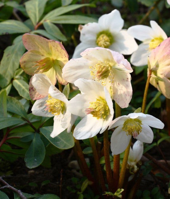 Hellebore Christmas Rose - Soto Gardens
