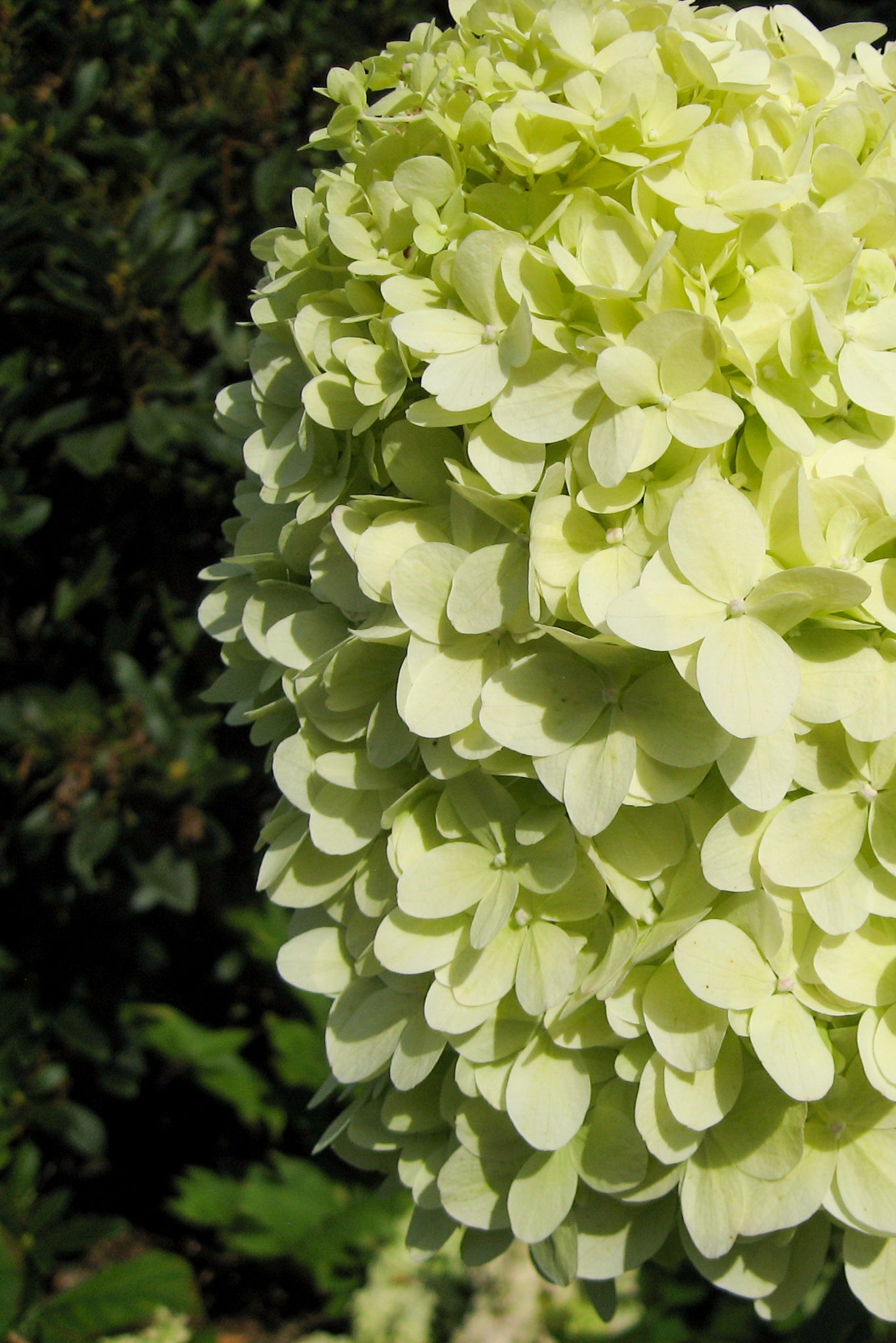 Hydrangea Limelight - Soto Gardens