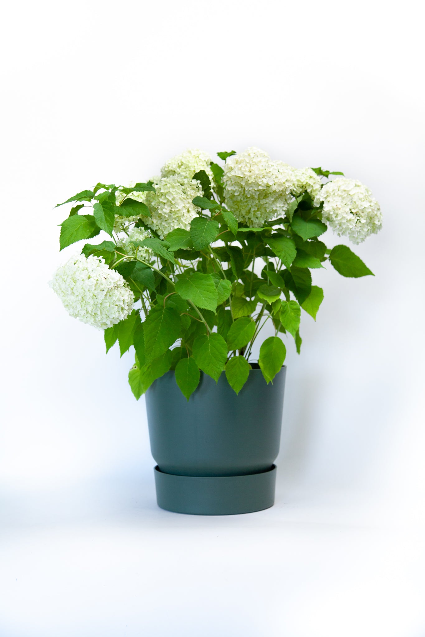 White Hydrangea Annabelle - Soto Gardens