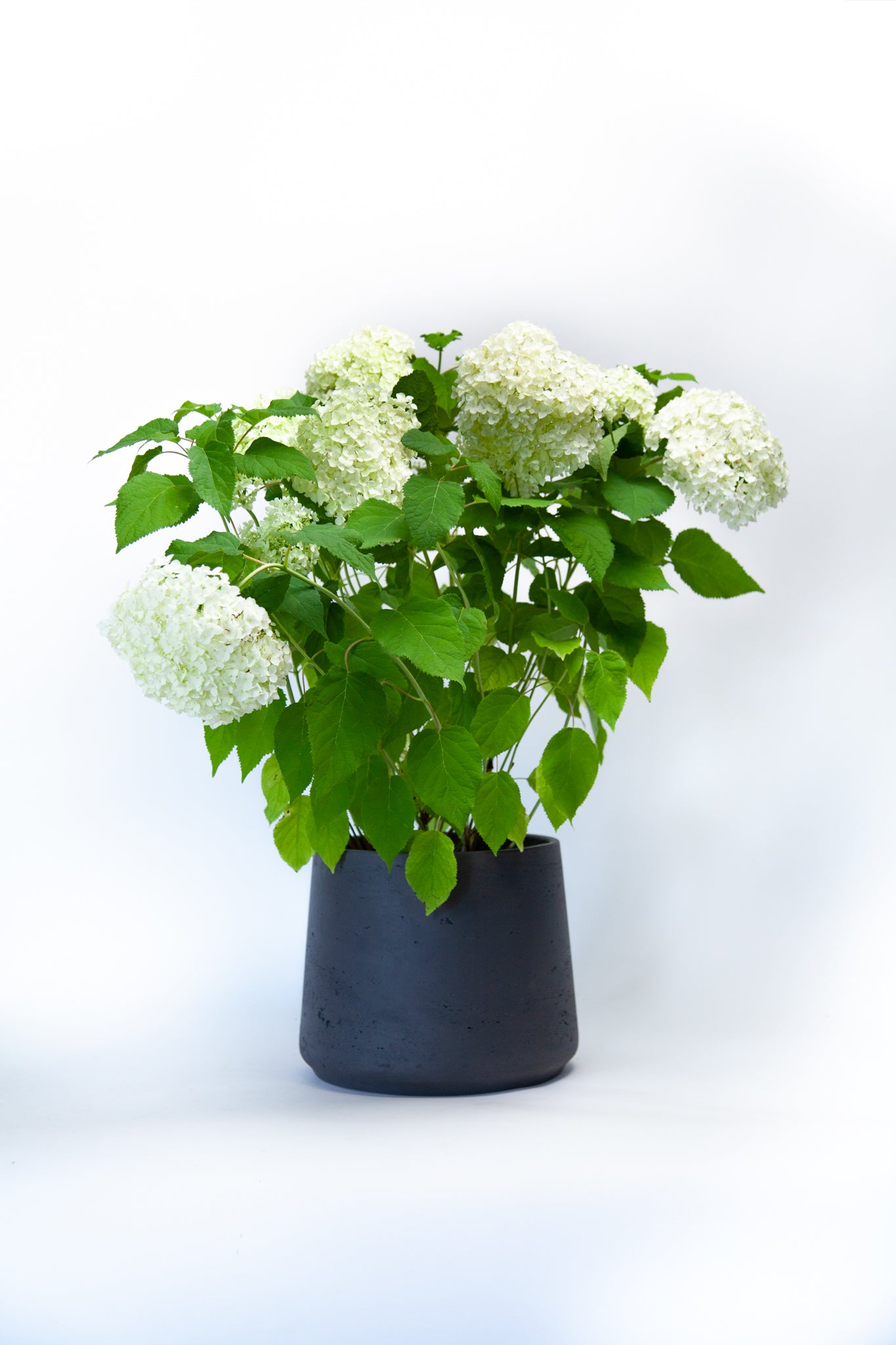 White Hydrangea Annabelle - Soto Gardens