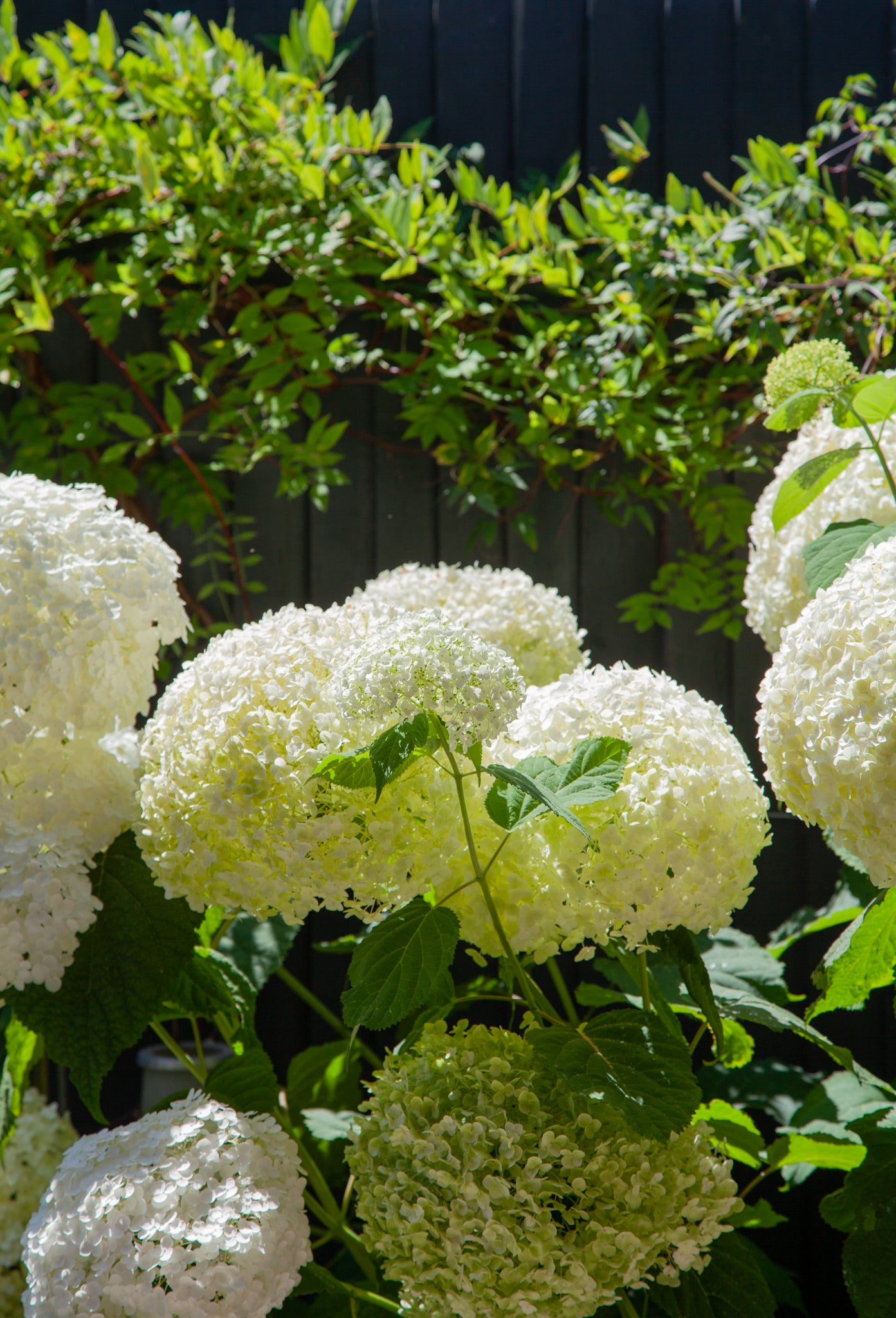 White Hydrangea Annabelle - Soto Gardens