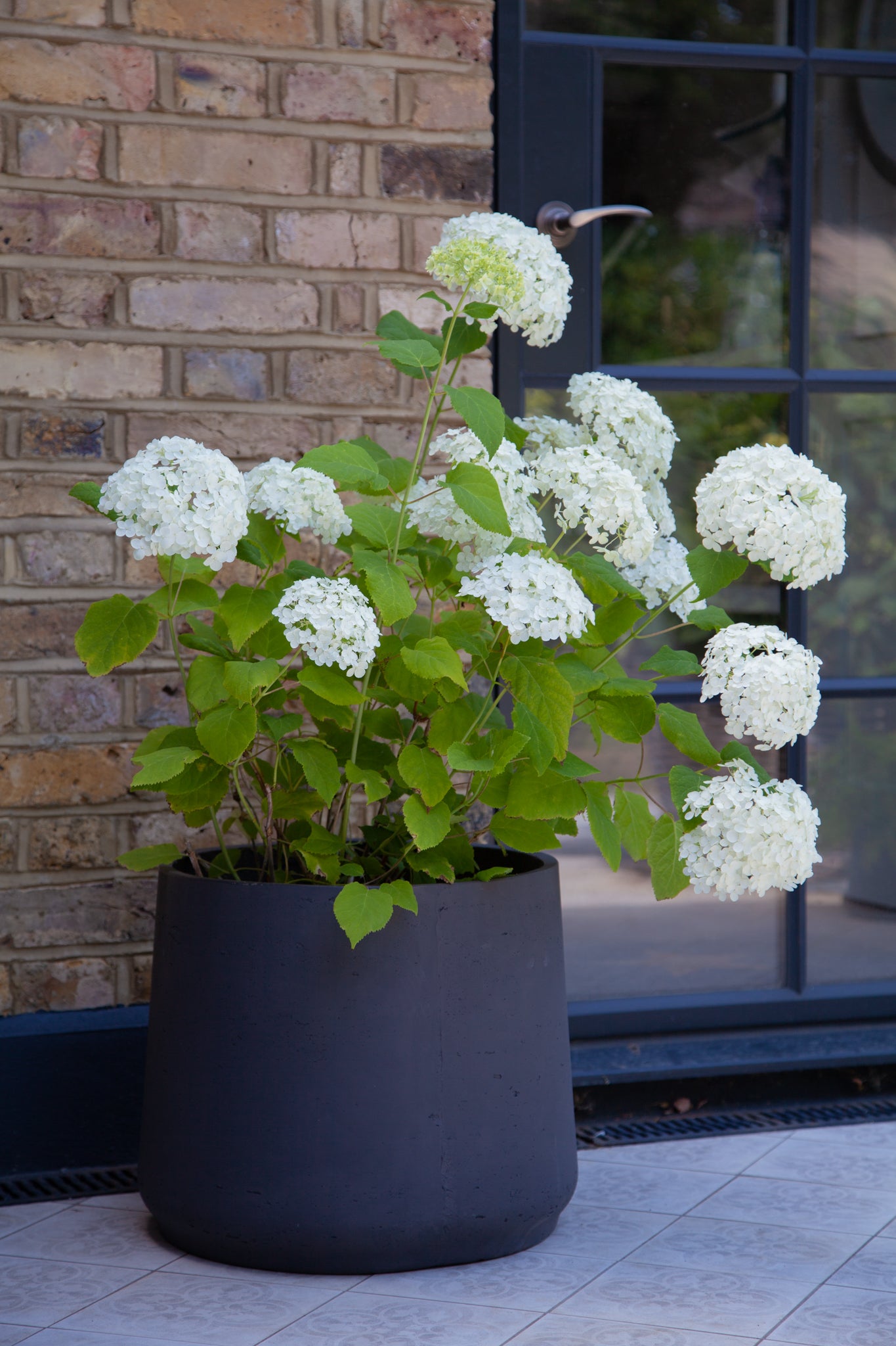 White Hydrangea Annabelle - Soto Gardens