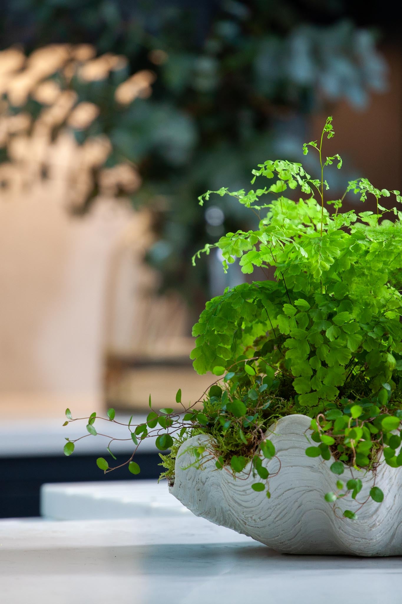 Fern Shell - Soto Gardens