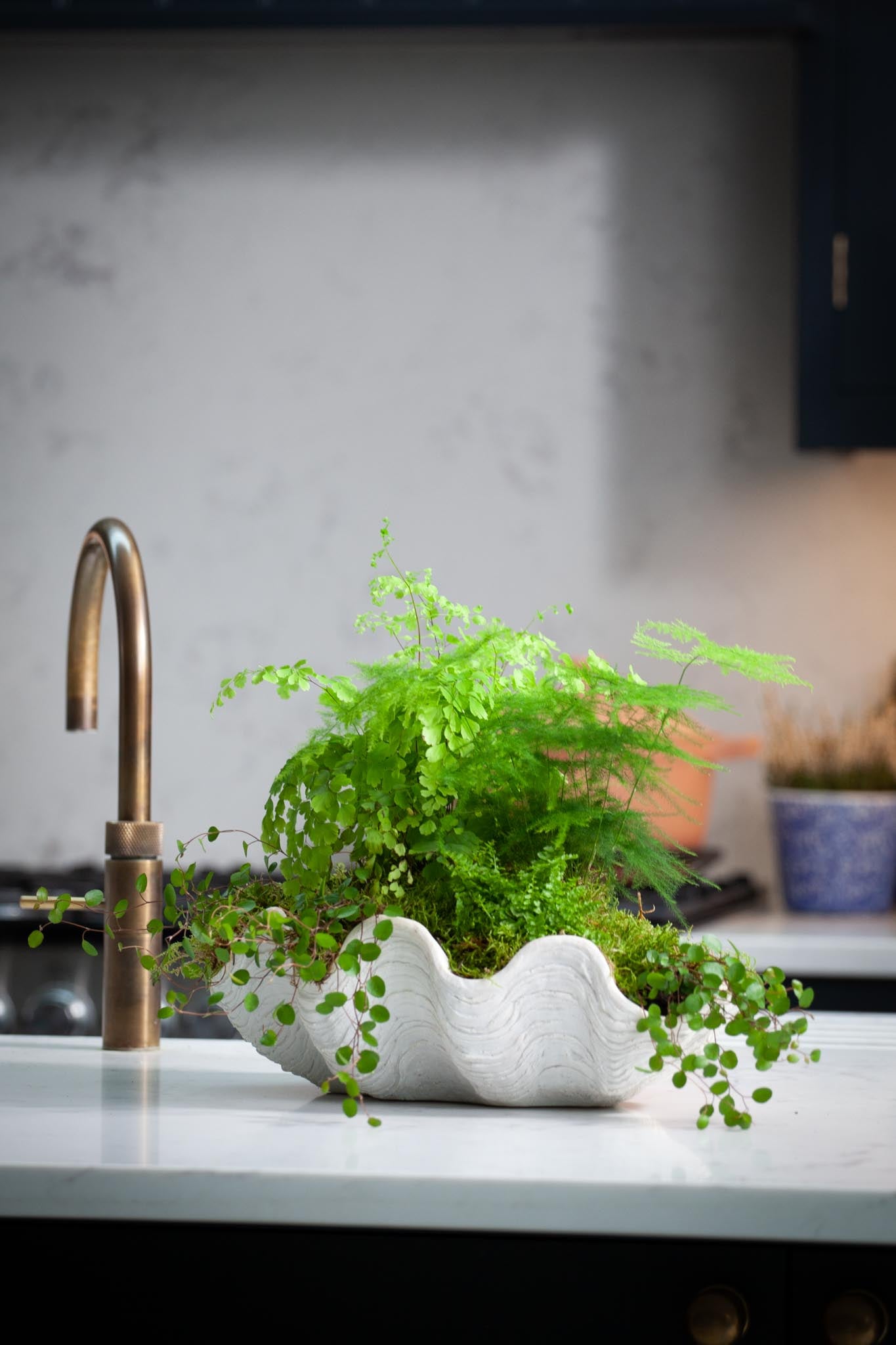 Fern Shell - Soto Gardens