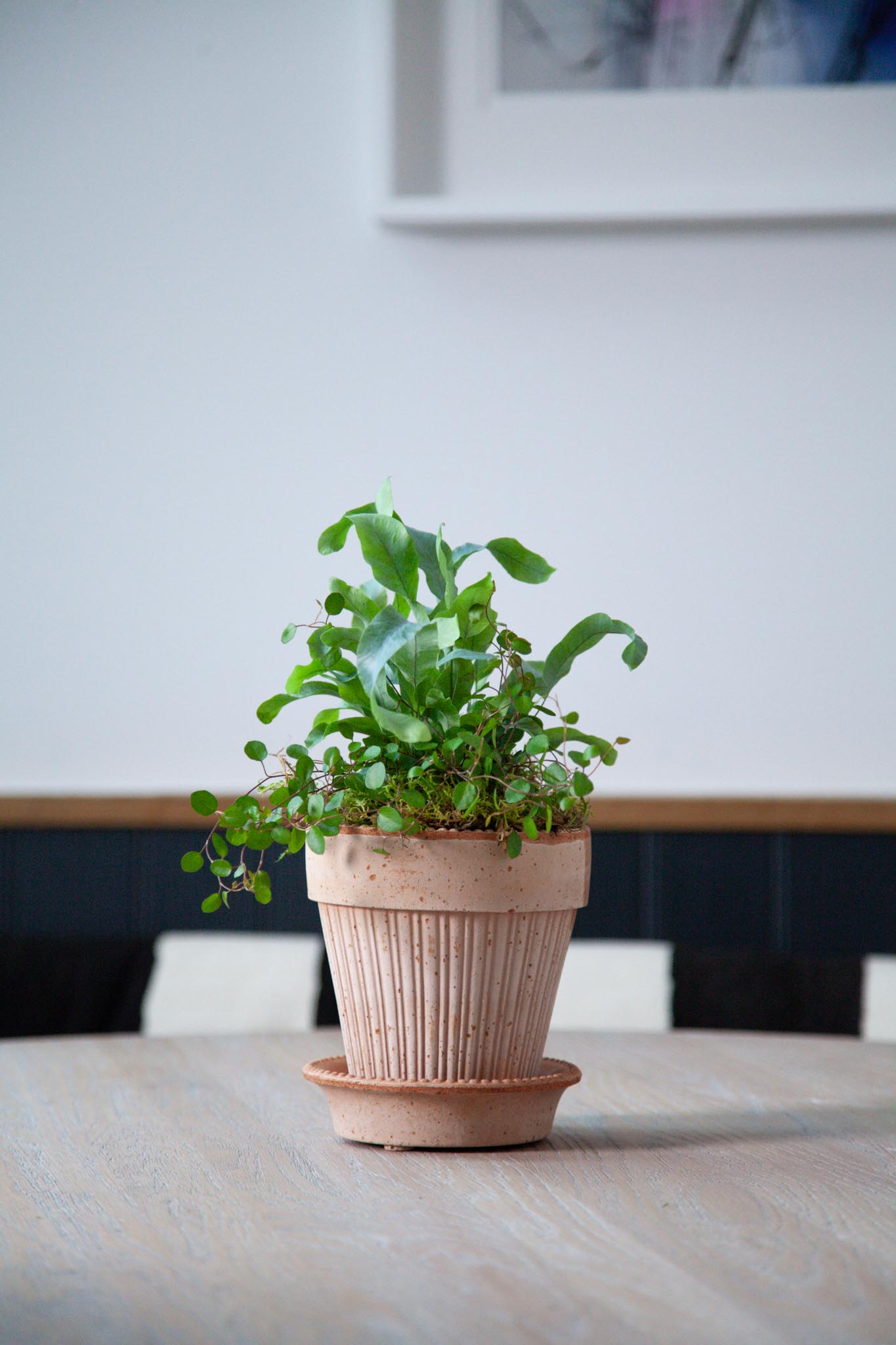 Blue Star Fern Pot Kit - Soto Gardens